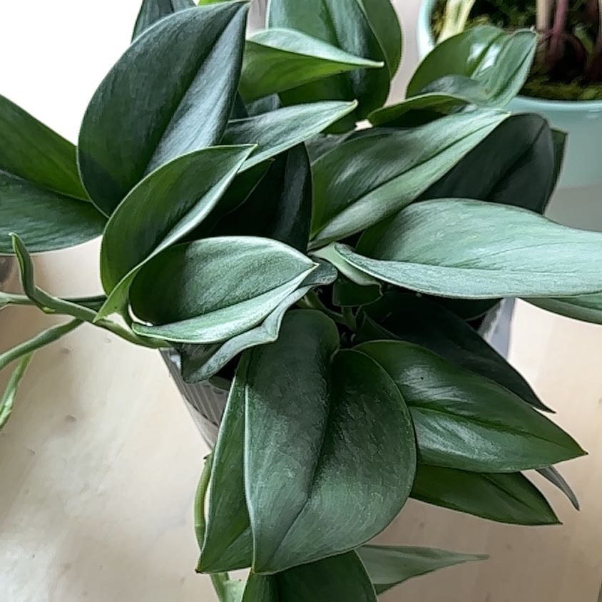 Why Are My Scindapsus Moonlight Leaves Curling? 💧