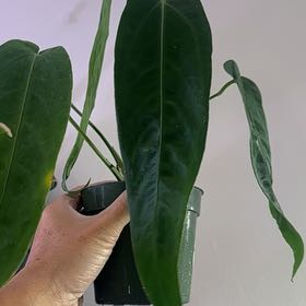 The Complete Anthurium Xenomorph Plant Care Guide: Water, Light & Beyond