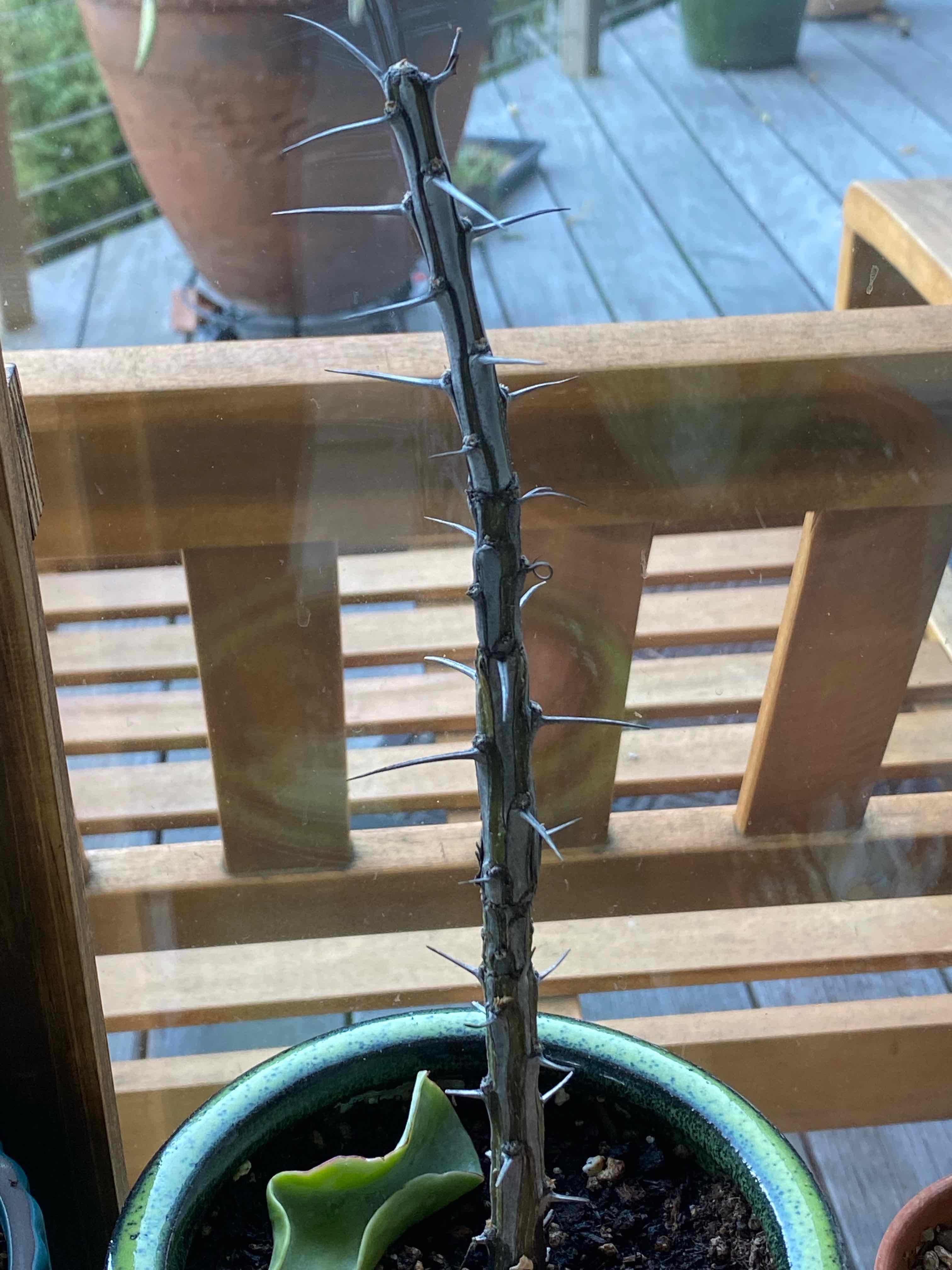 How Do I Propagate My Ocotillo?