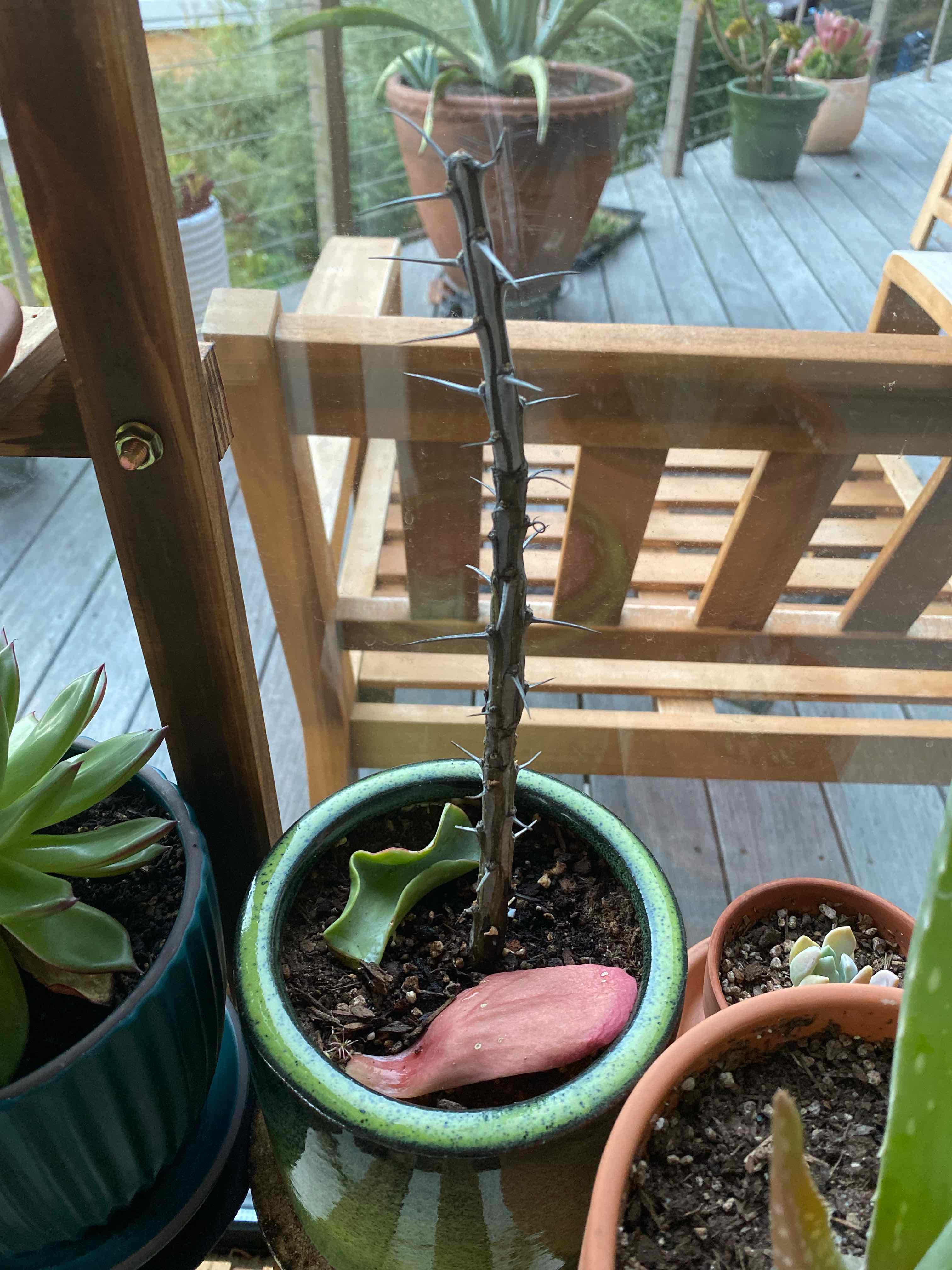 How Do I Propagate My Ocotillo?