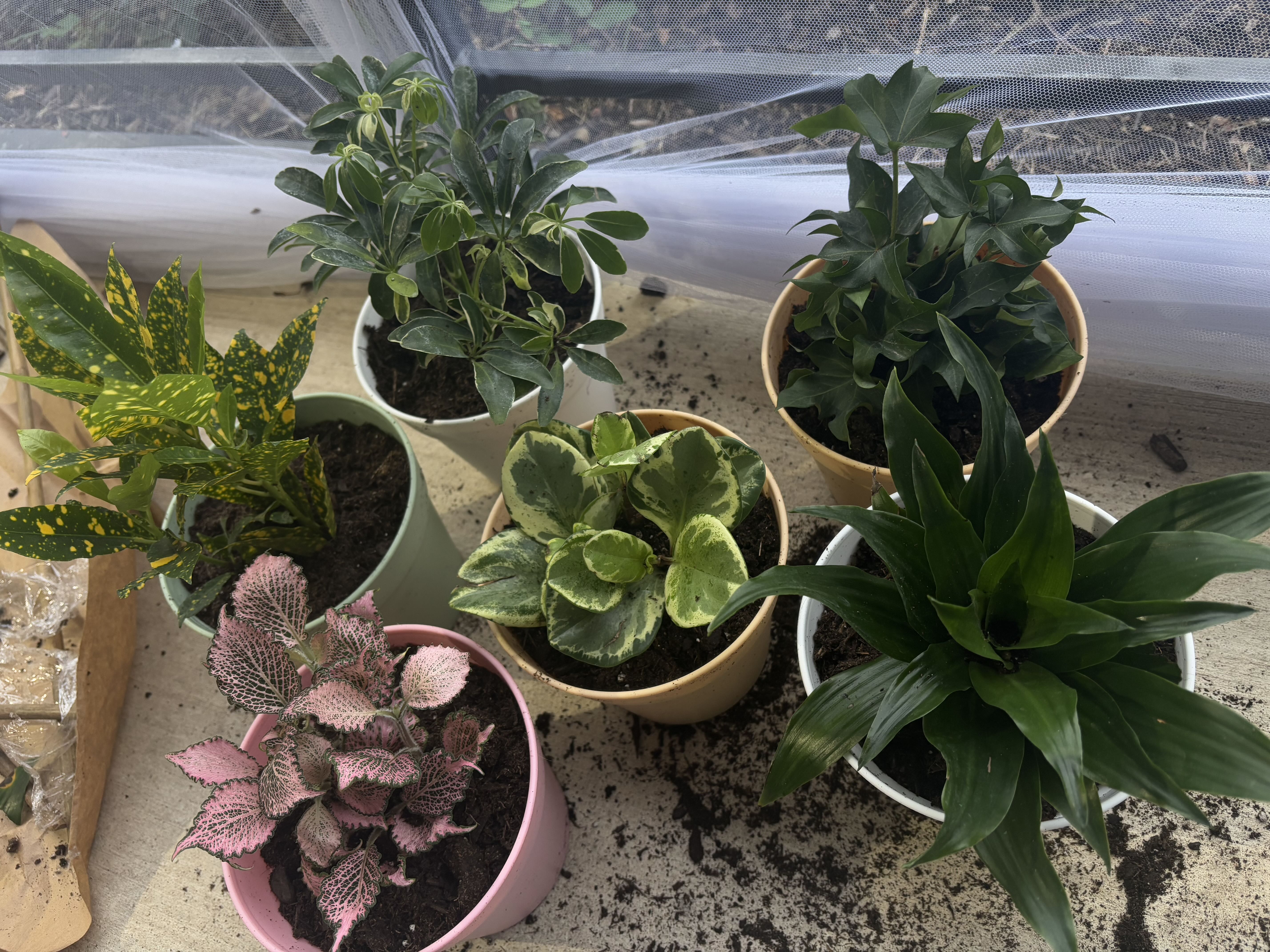hi! what are the lil flower lookin things on my plant? i’...