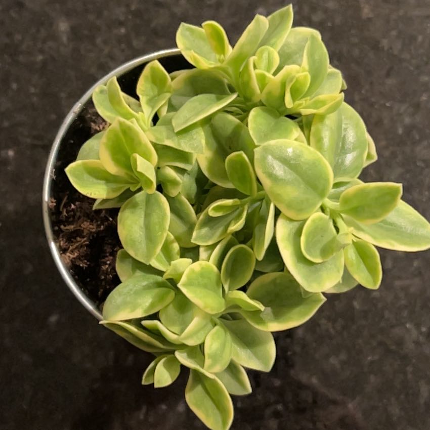 The Complete mezoo trailing red Plant Care Guide: Water, Light & Beyond