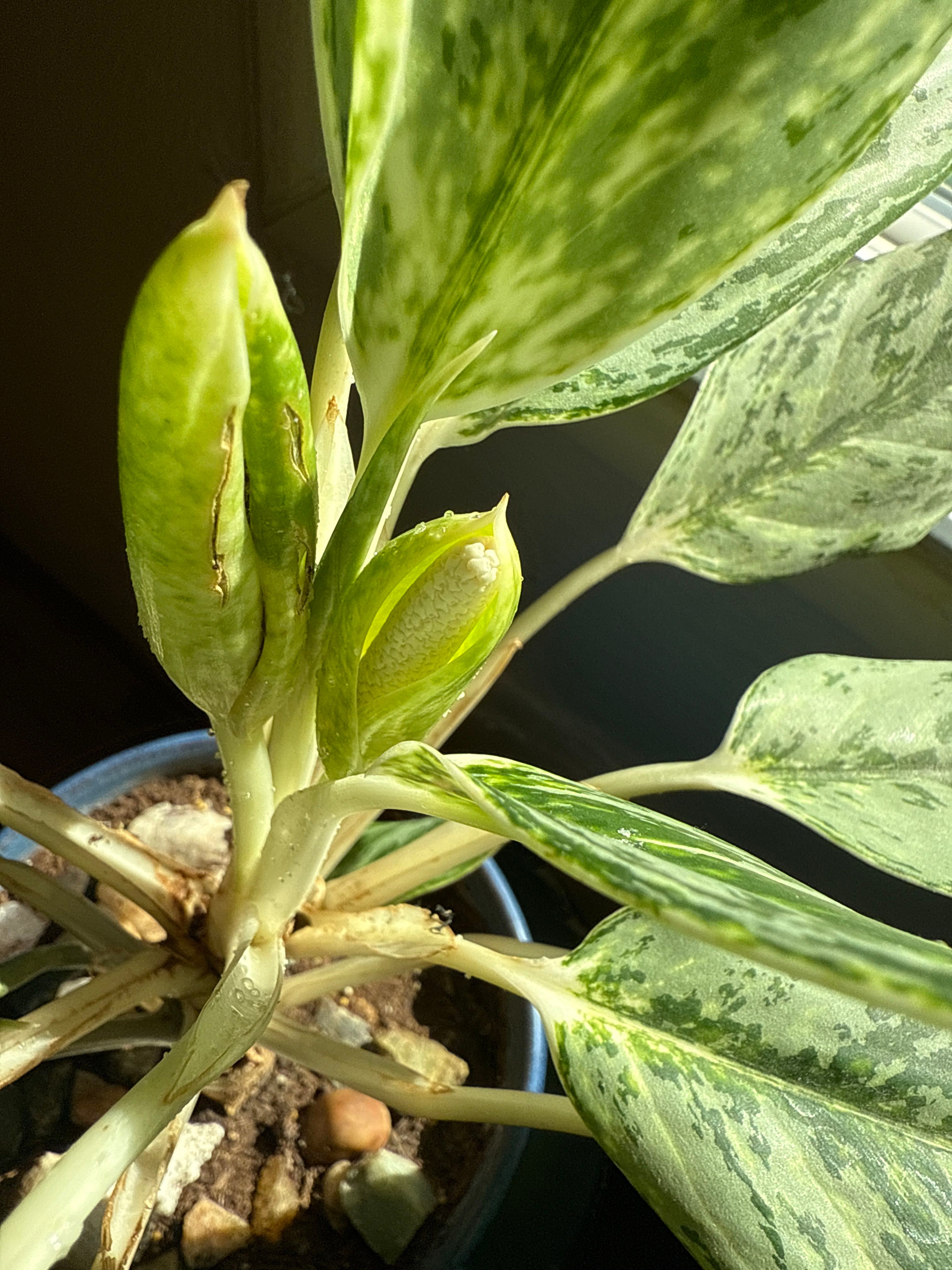 What is this little corn looking thing? And is this norma...