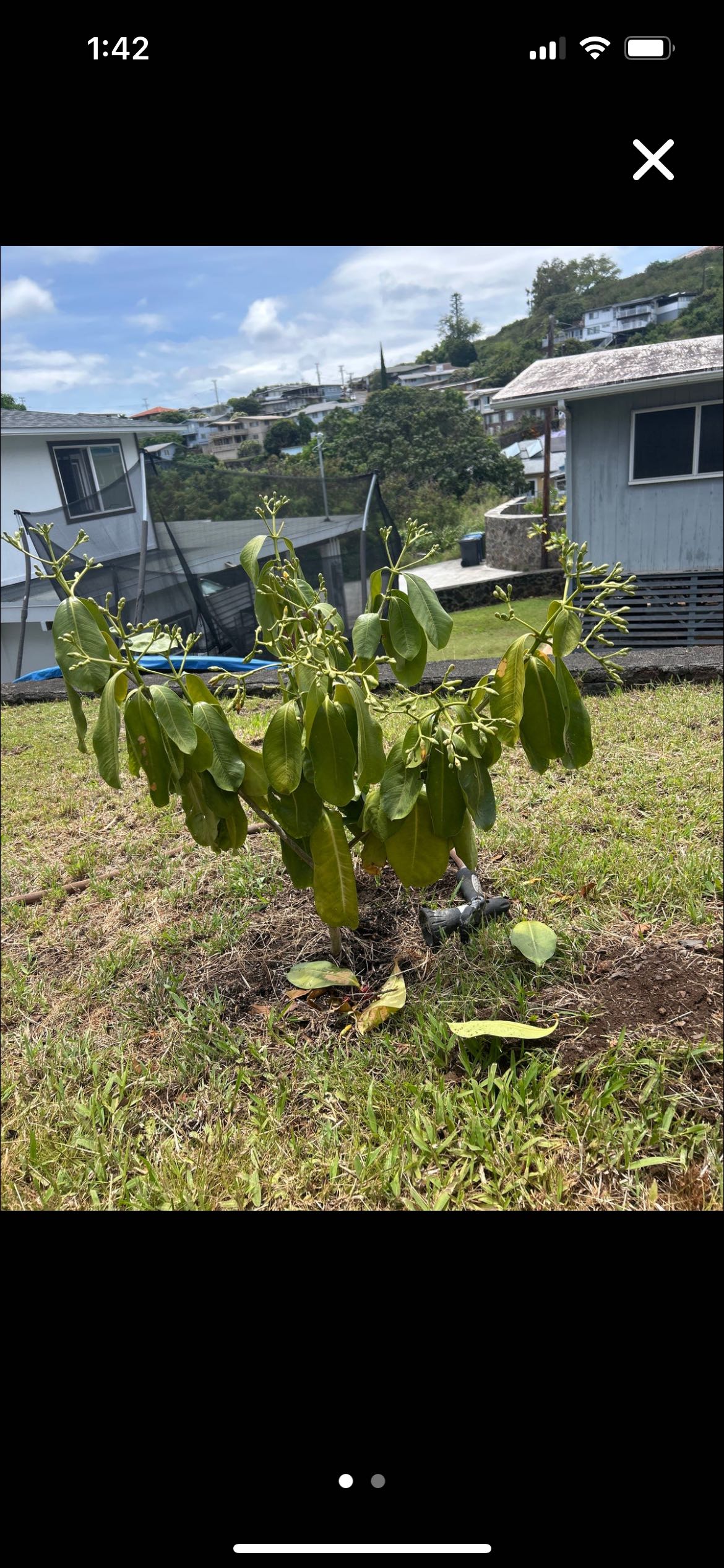 5 Tips for Growing Puakenikeni 🌸