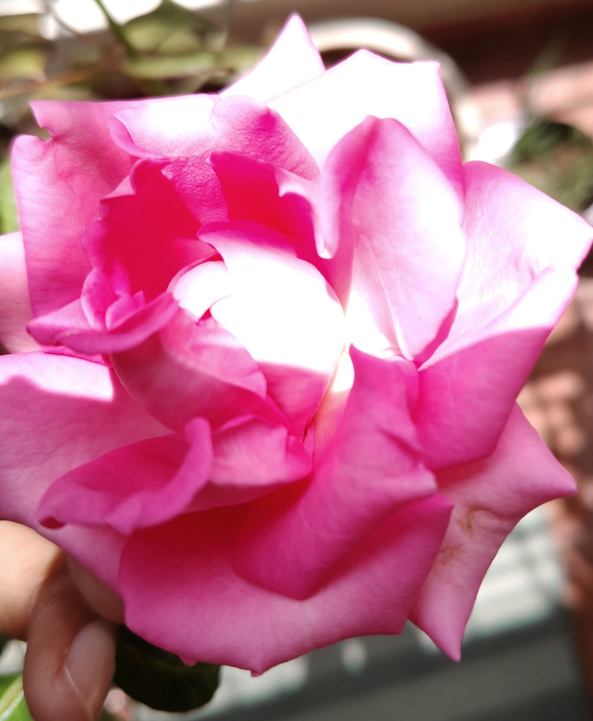 🌹 Understanding Alibaba Rose: The Basics