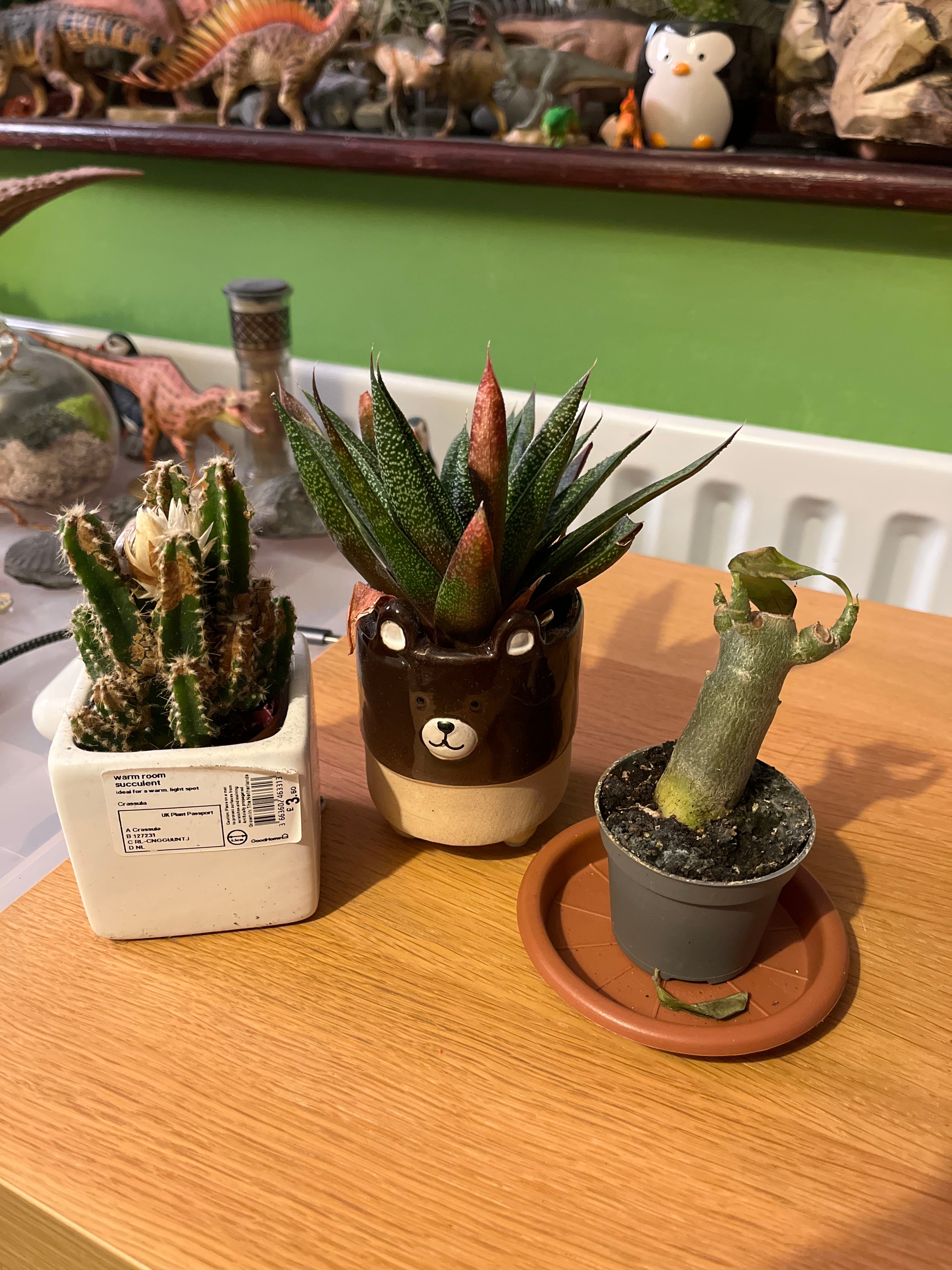 Propagating Your Desert Rose Plant: Step-by-step Guide