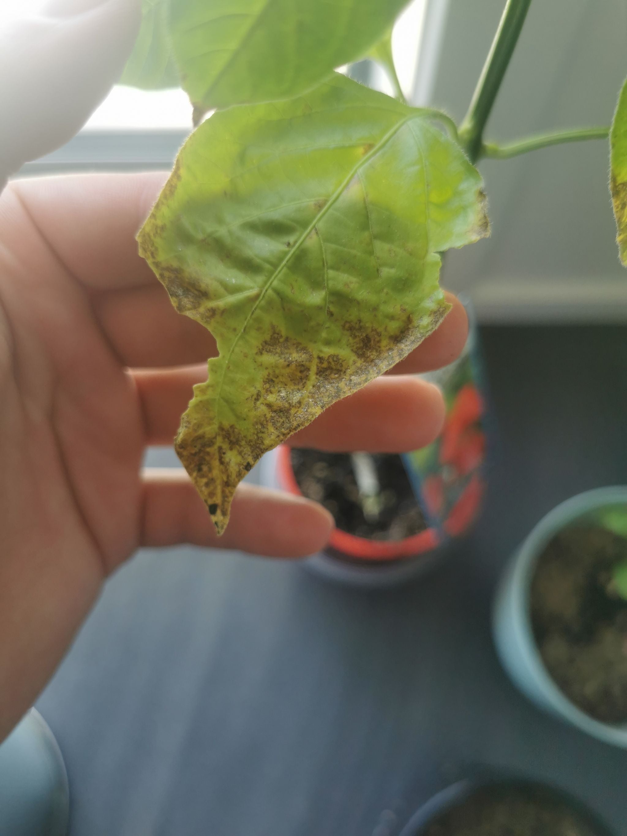 Fat 'N Sassy Pepper Plant Care: Water, Light, Nutrients | Greg App 🌱