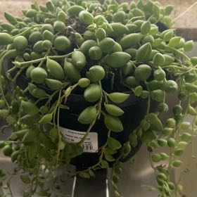 Achilles | A plant by @PrimalWaterfern on Greg