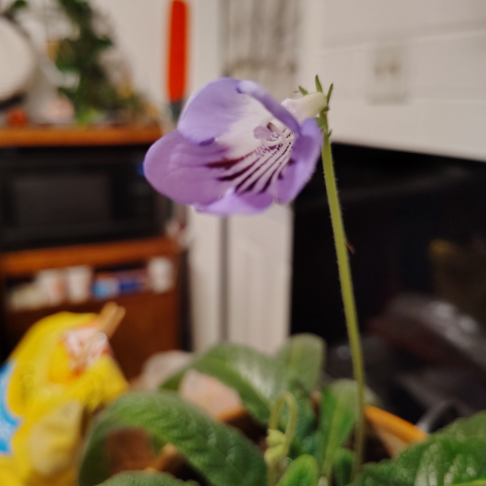 Cape Primrose 'Rosebud' Plant Care: Water, Light, Nutrients | Greg App 🌱