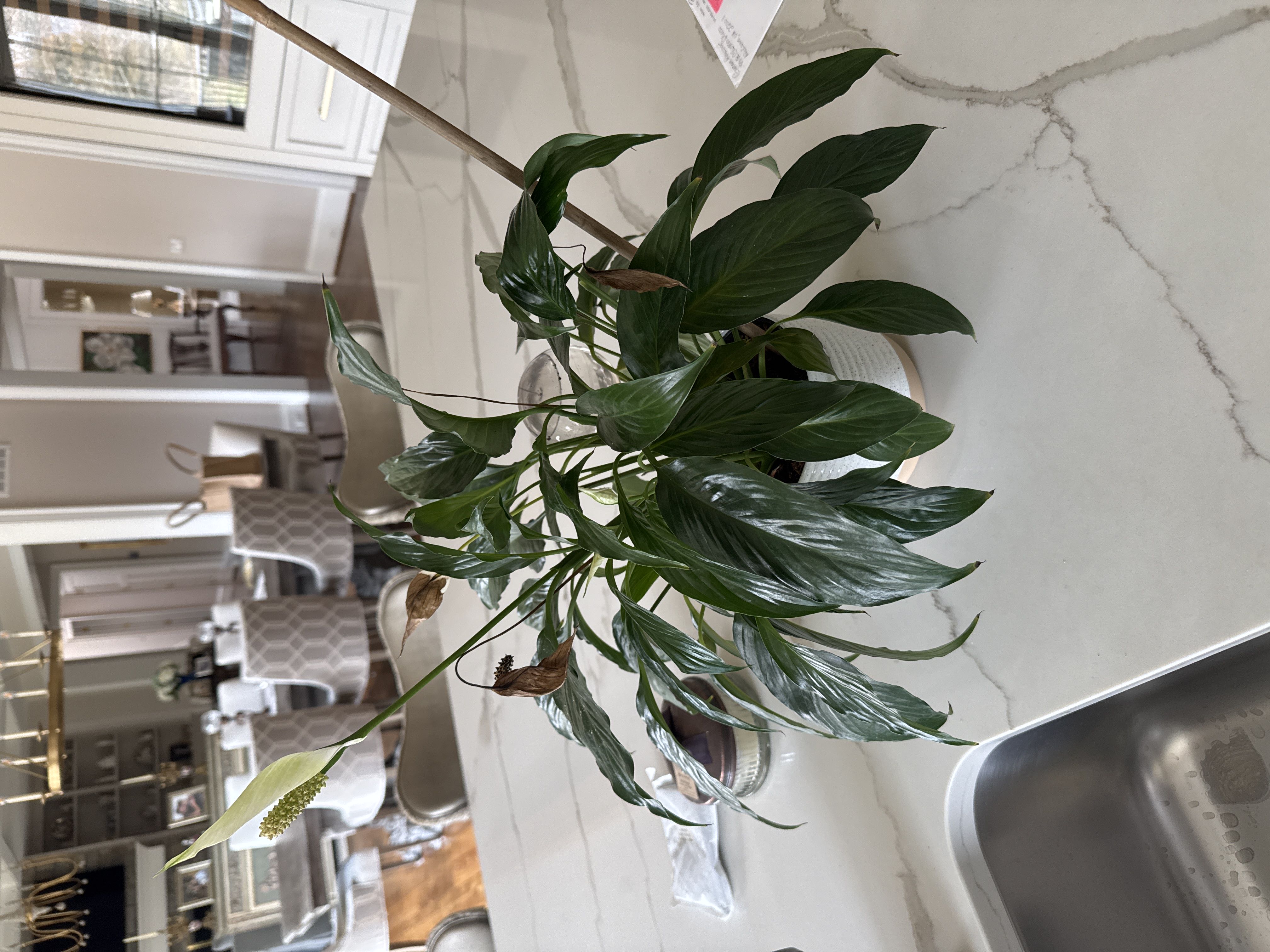 🌡 What Temperature Does My Peace Lily Need?
