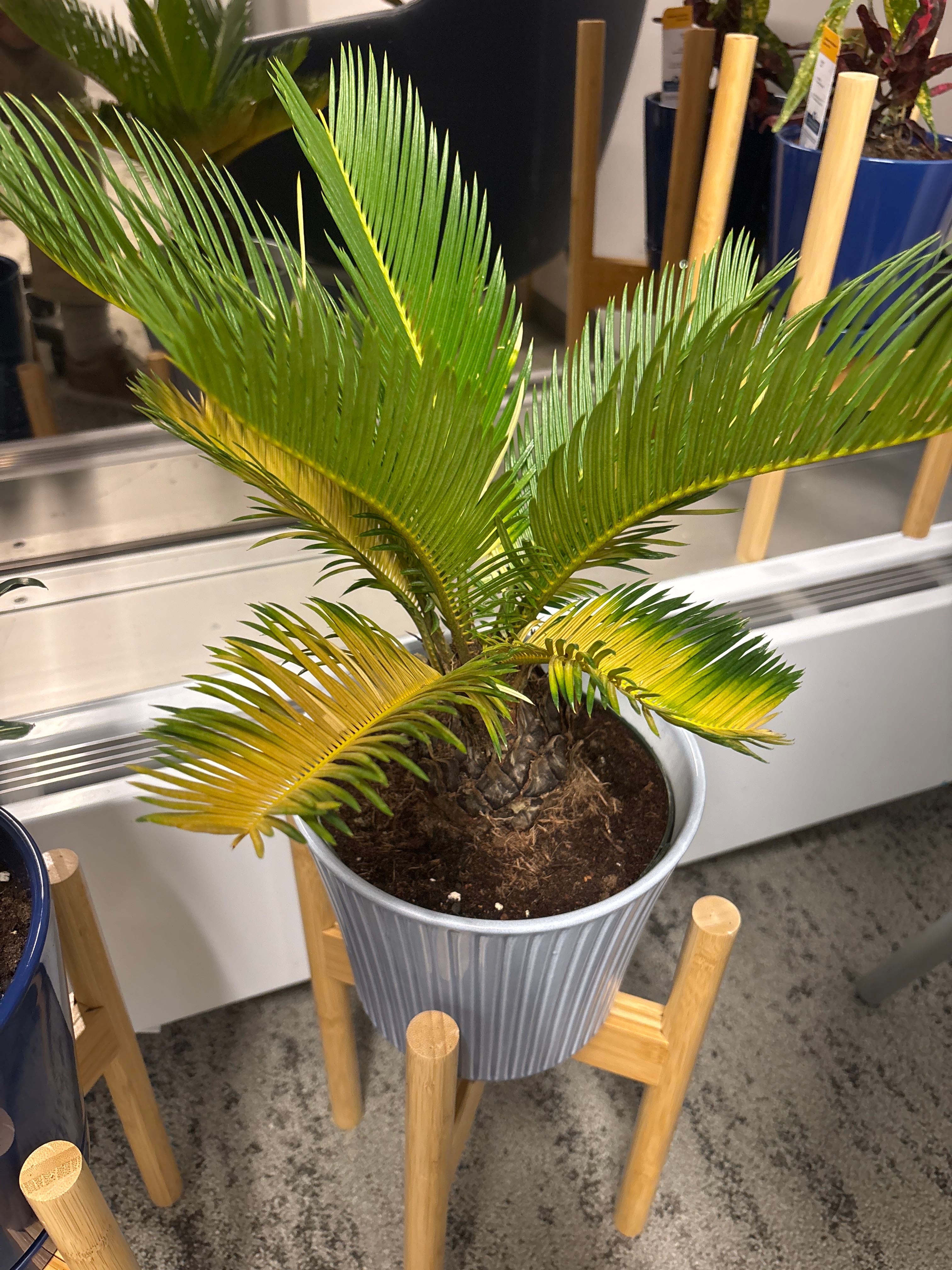 🌴 7 Key Phases of Cycad Development