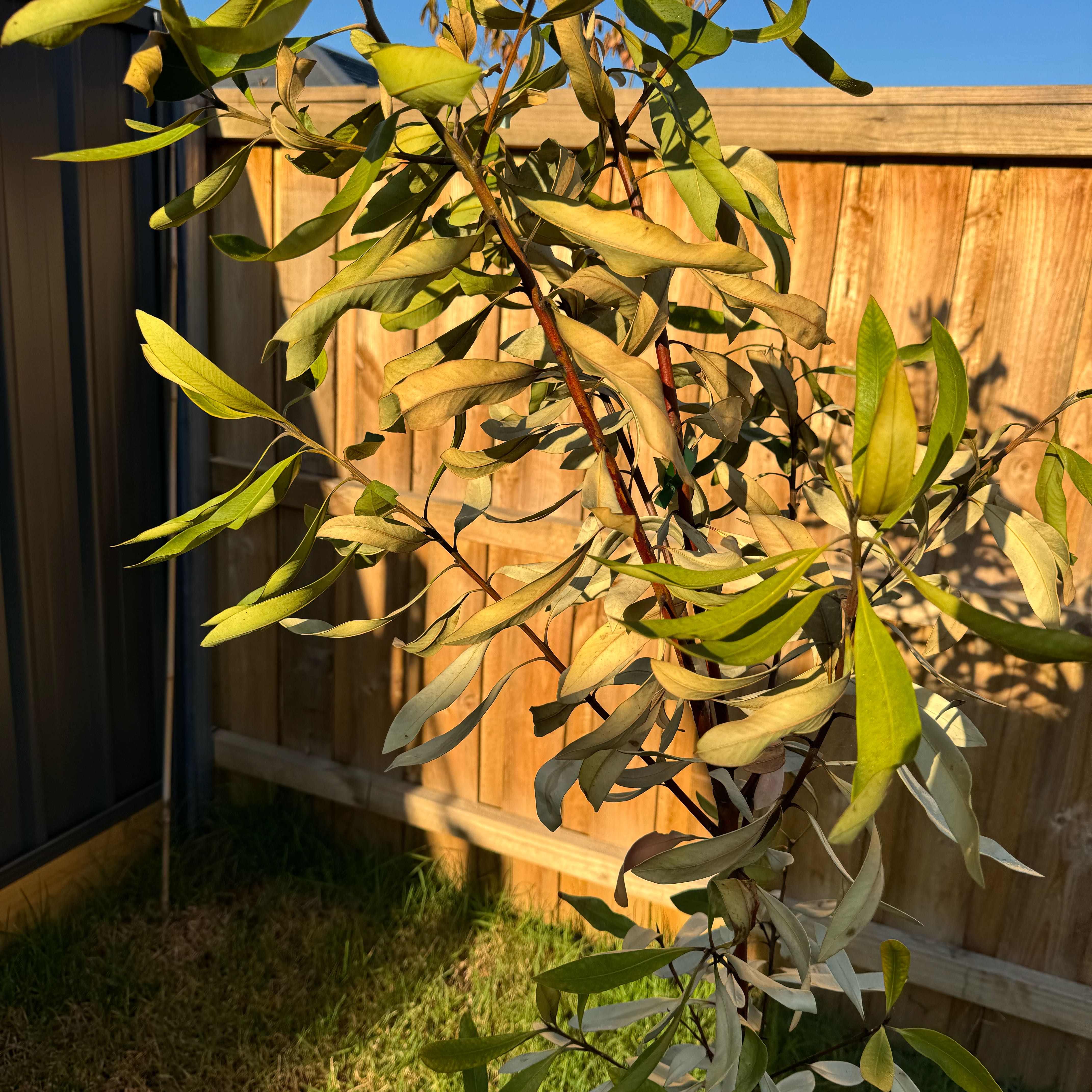 Keep Your Water Gum Alive: Light, Water & Care Instructions