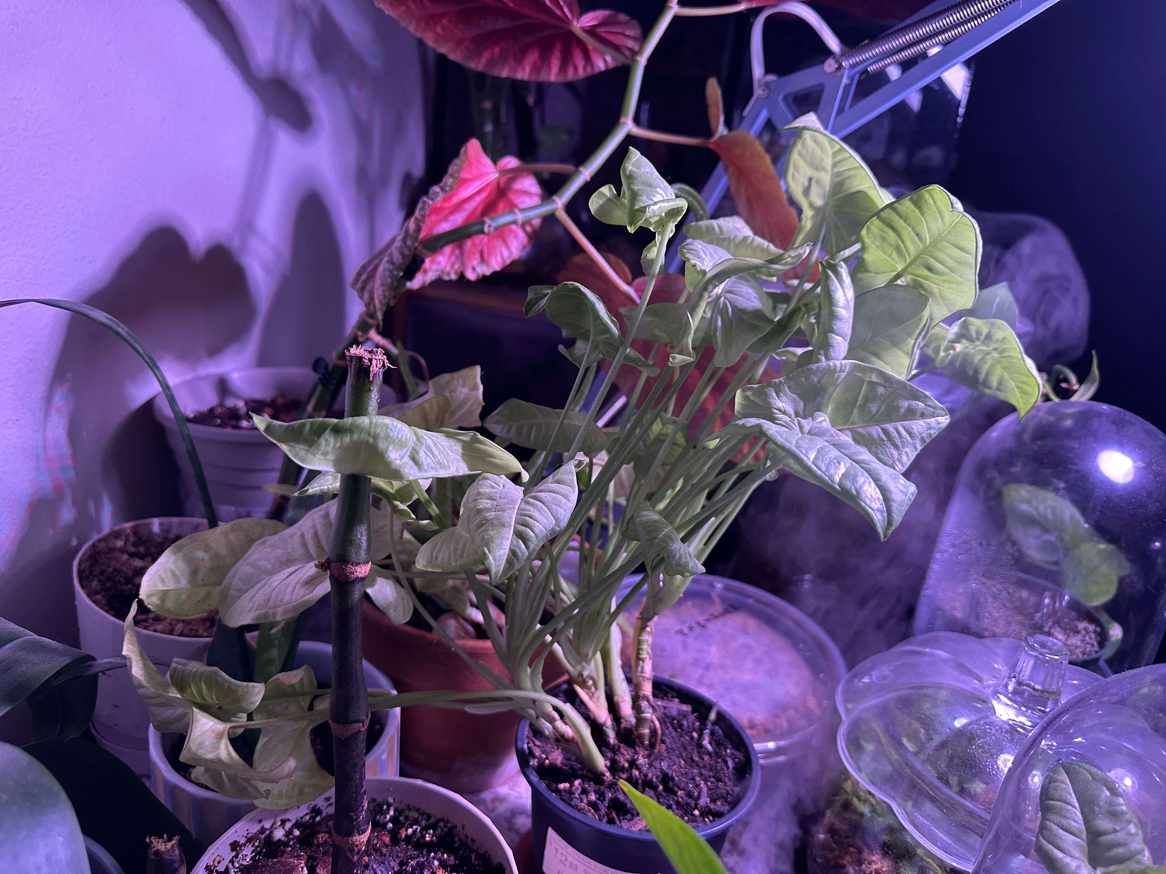 Syngonium podophyllum 'Mickey' Plant Care: Water, Light, Nutrients ...