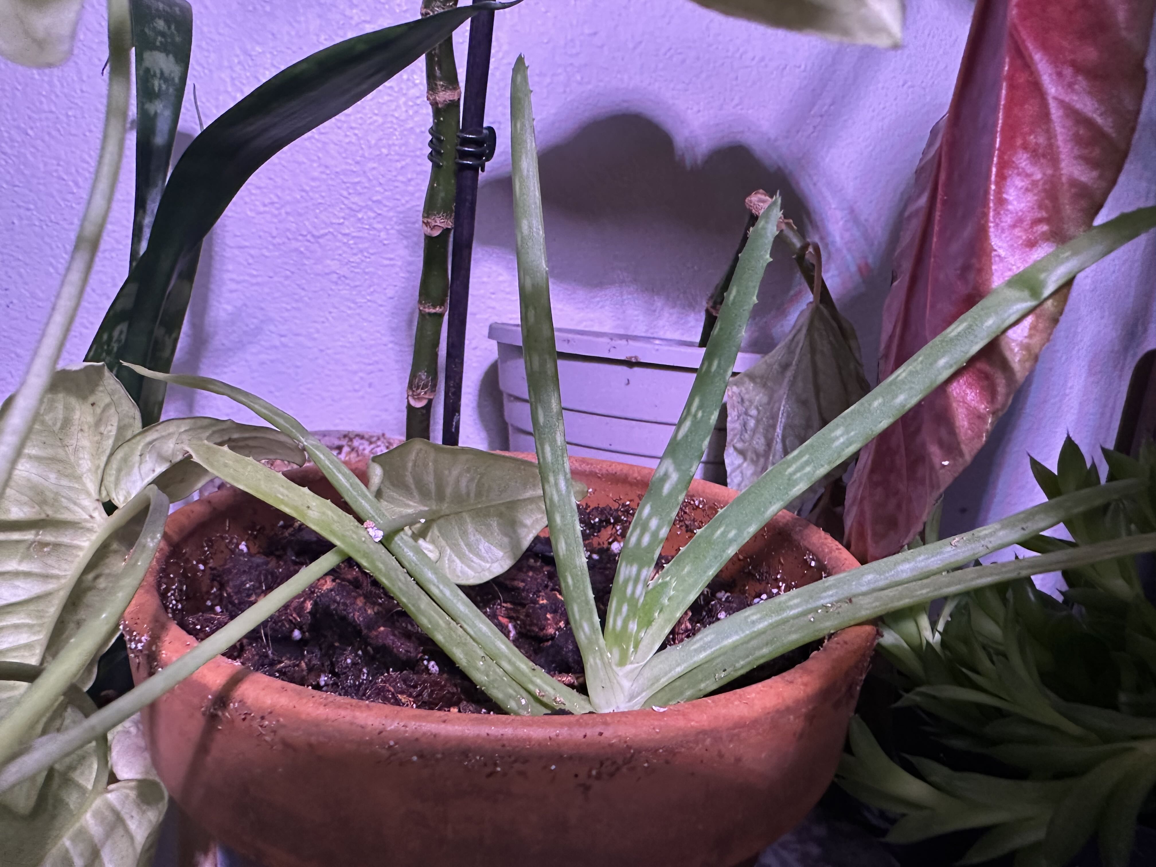 🌡 What Is A Good Temperature Range For My Aloe Vera?