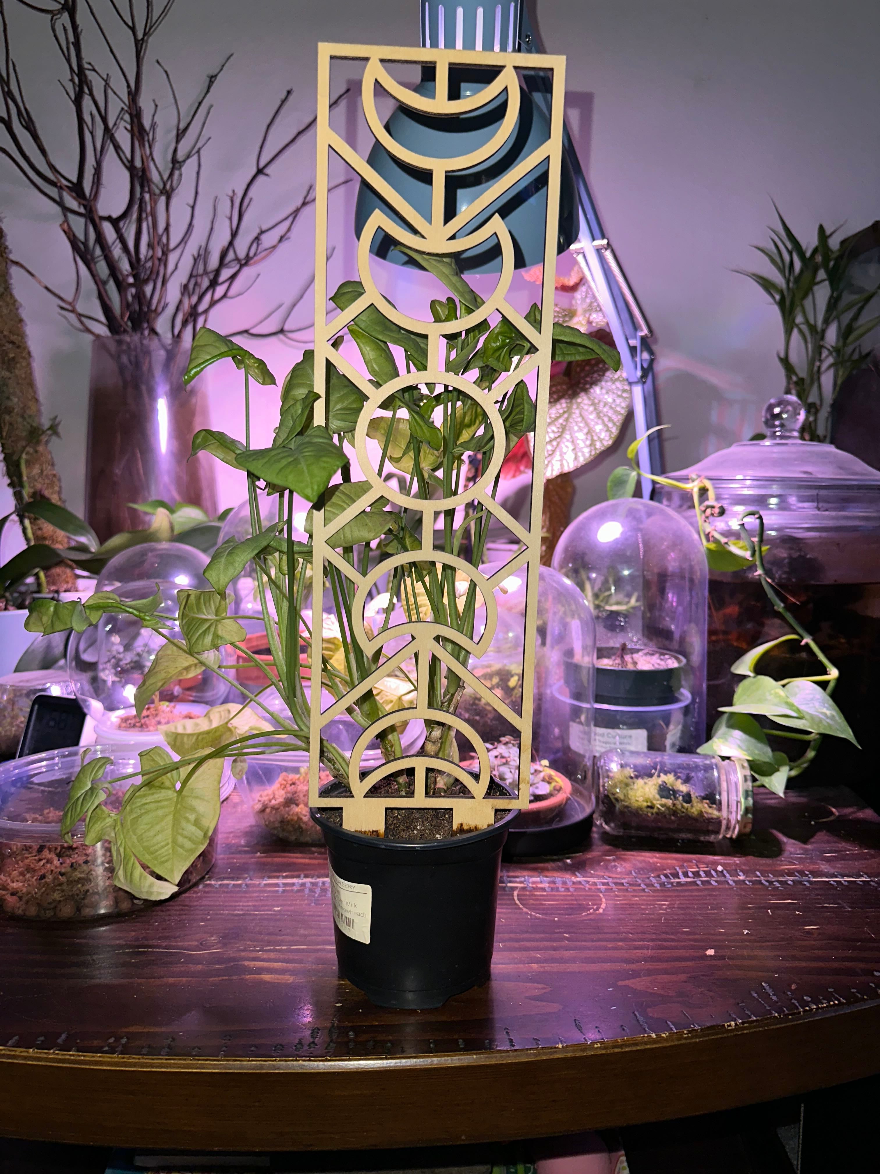 Syngonium podophyllum 'Mickey' Plant Care: Water, Light, Nutrients ...