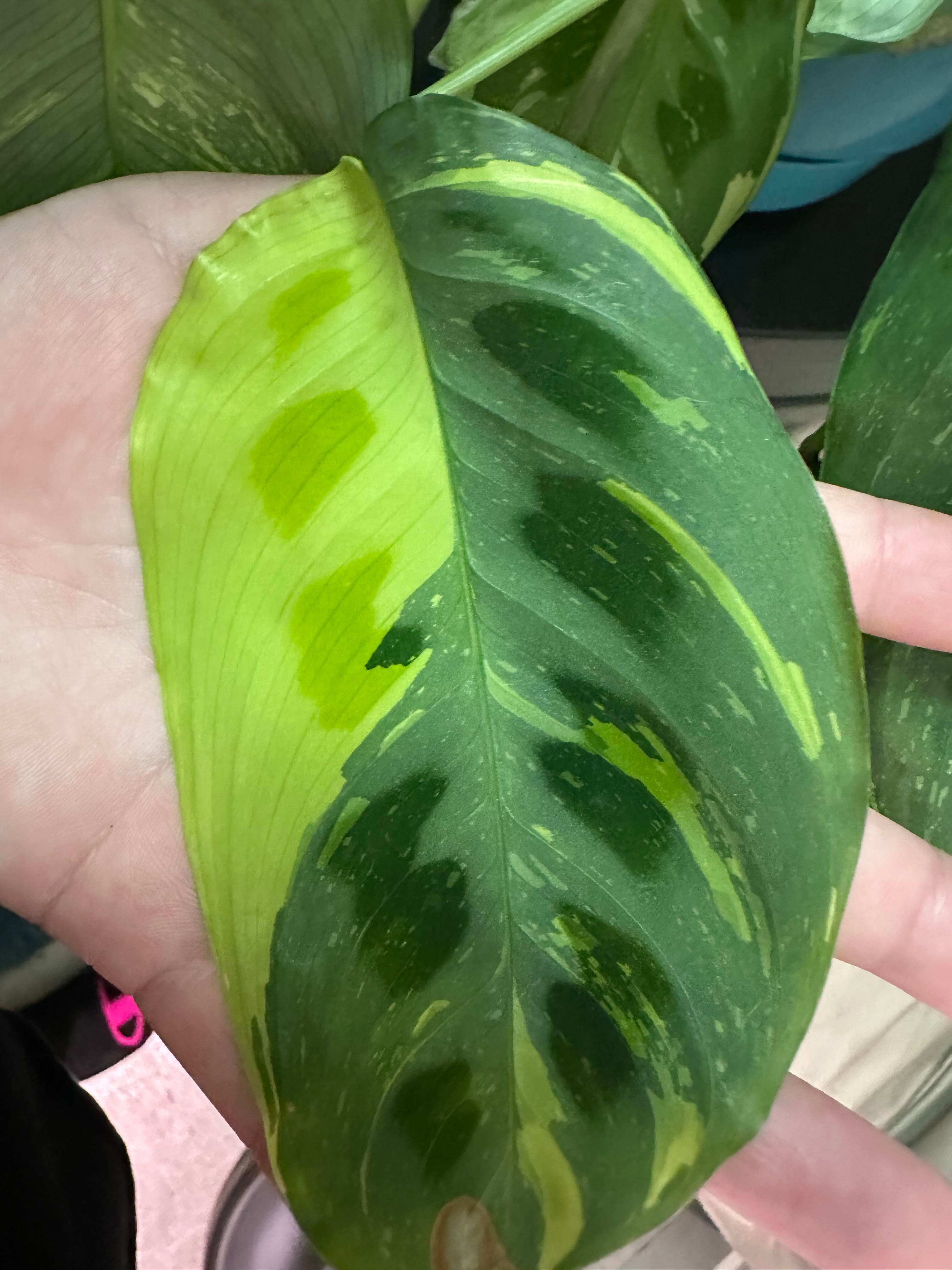 6 Perfect Plant Partners for Variegated Prayer Plant 🤝
