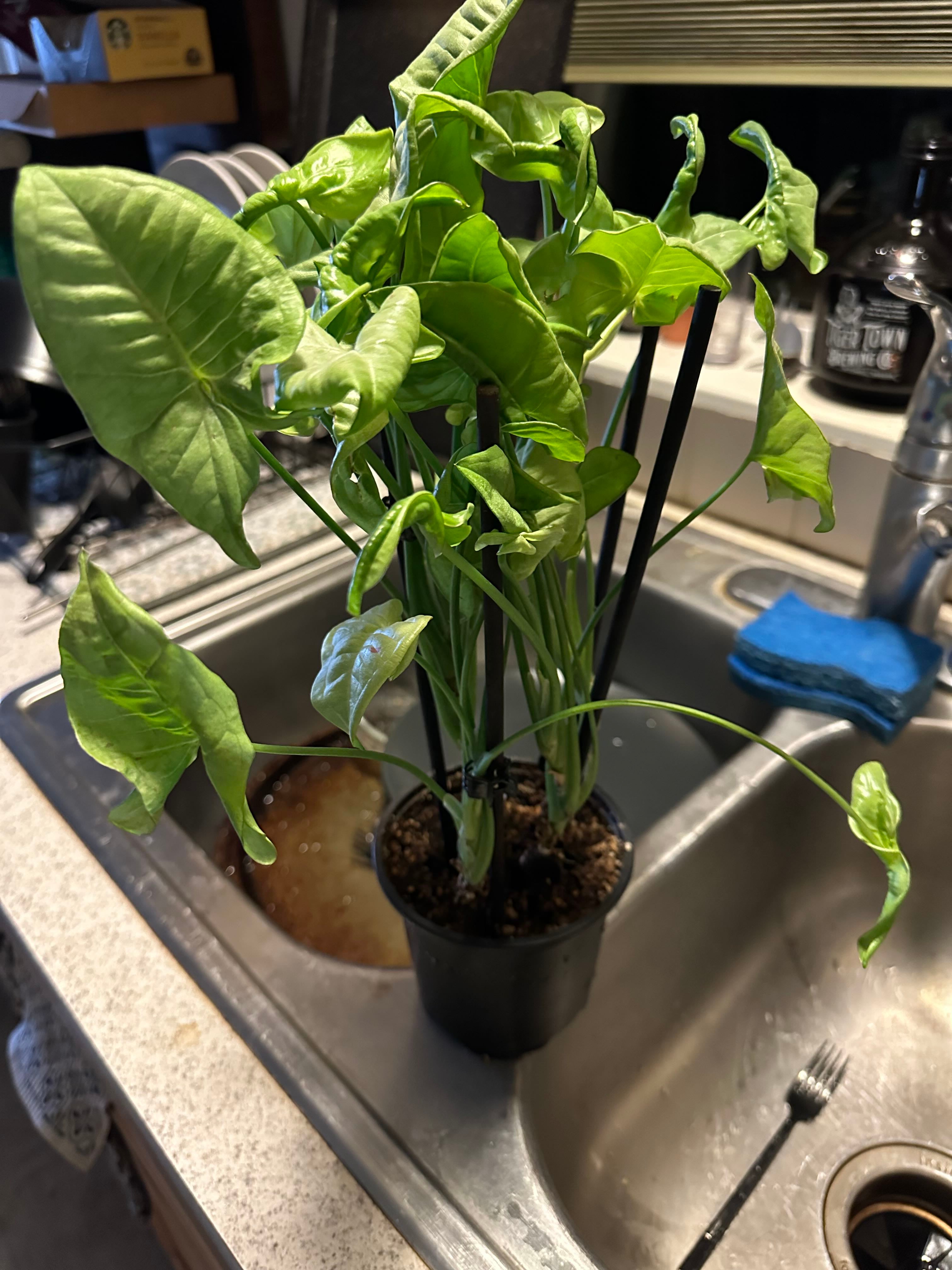 Syngonium podophyllum 'Mickey' Plant Care: Water, Light, Nutrients ...