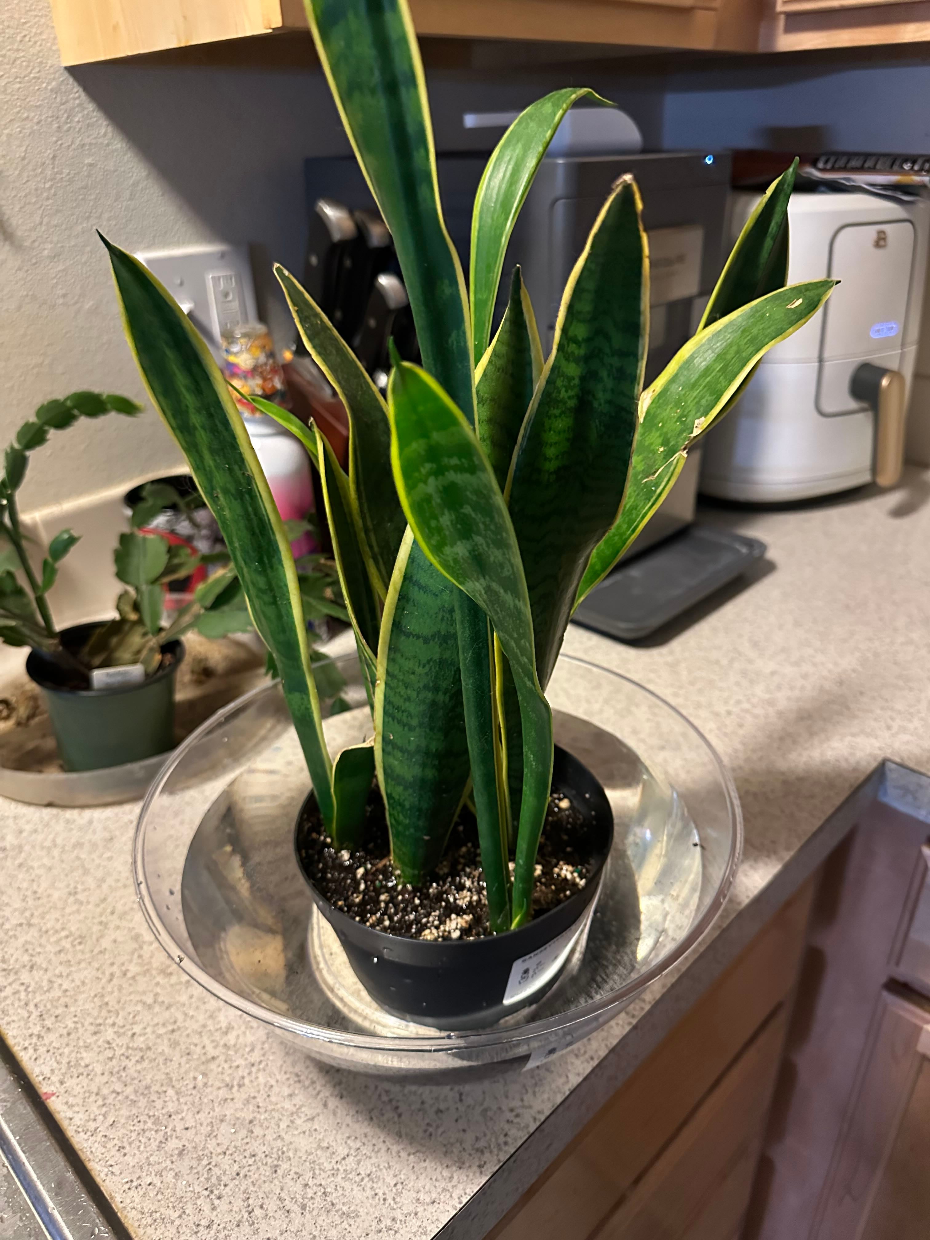 🐍 10 Snake Plant Landscaping Hacks