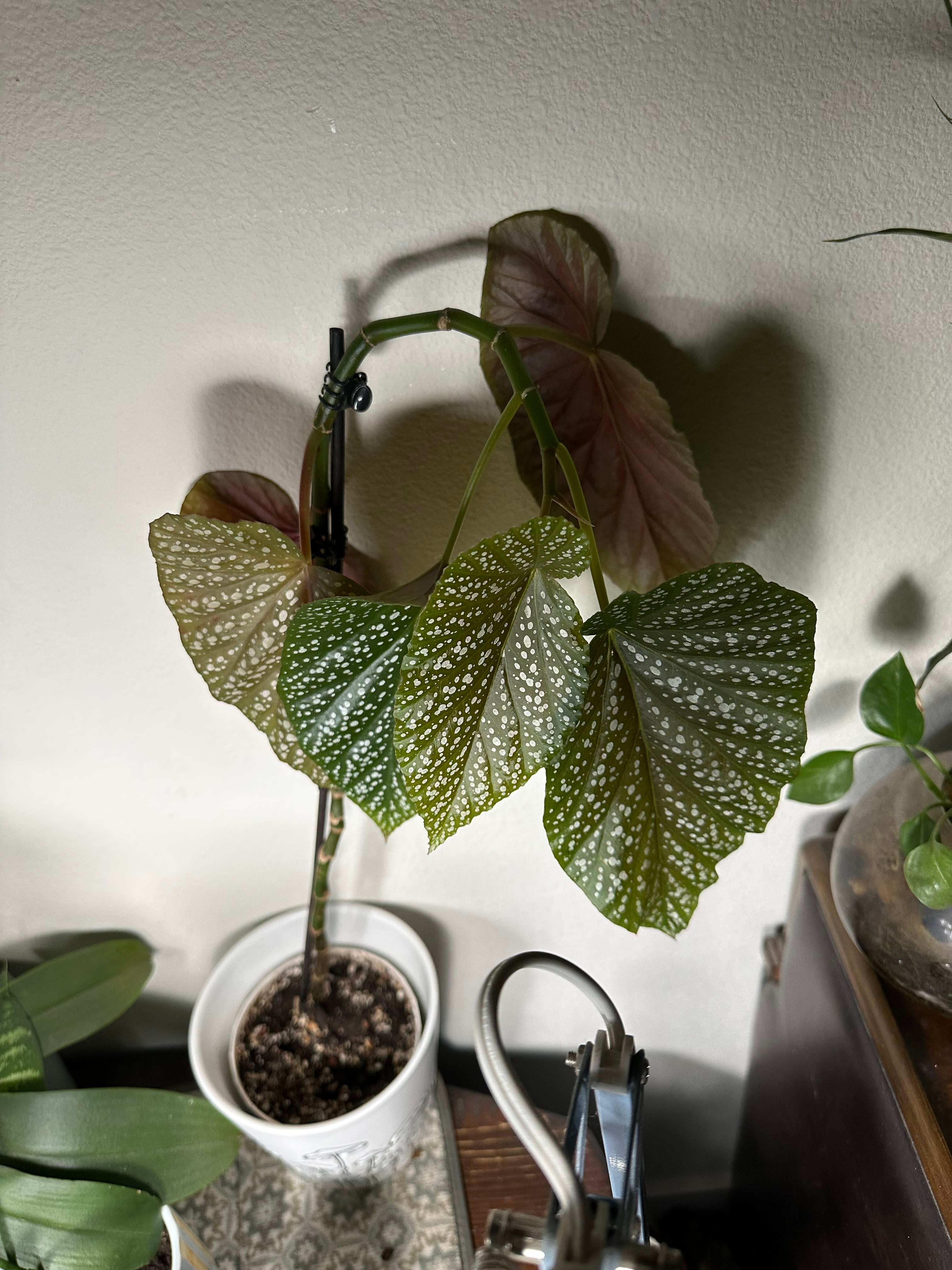 Best Climate for Begonia: Zones 9a-11b ☀️