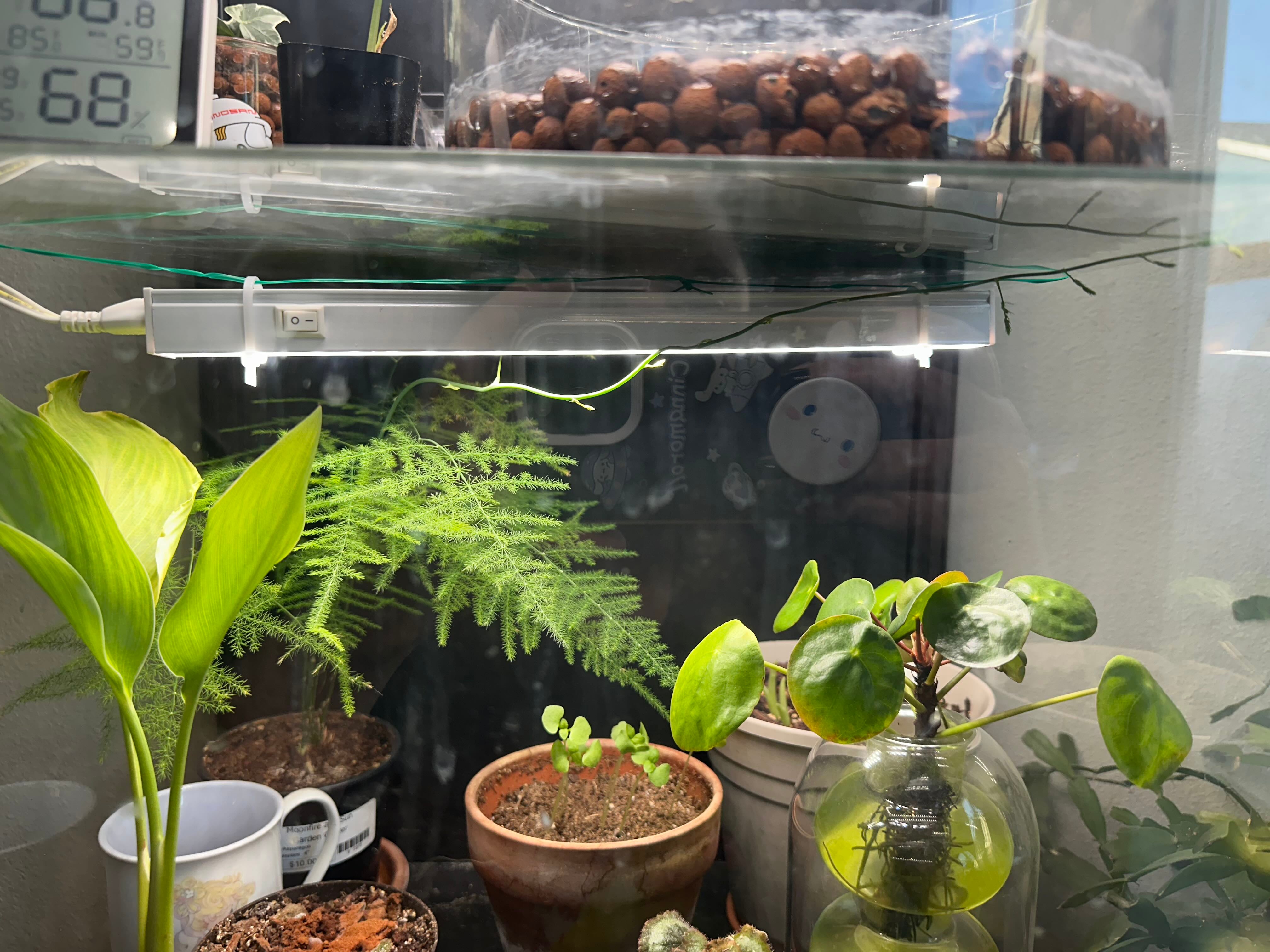 How Do I Propagate My Asparagus Fern?