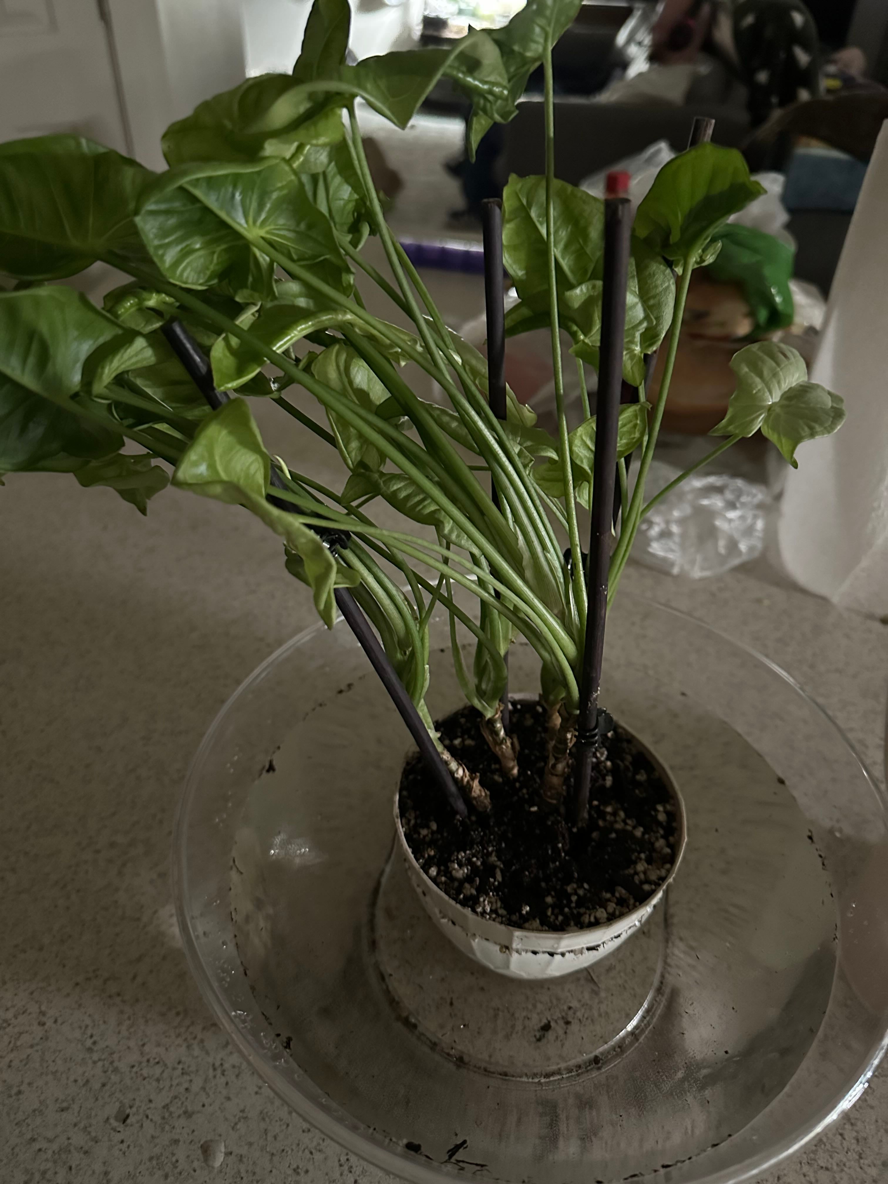 Syngonium podophyllum 'Mickey' Plant Care: Water, Light, Nutrients ...