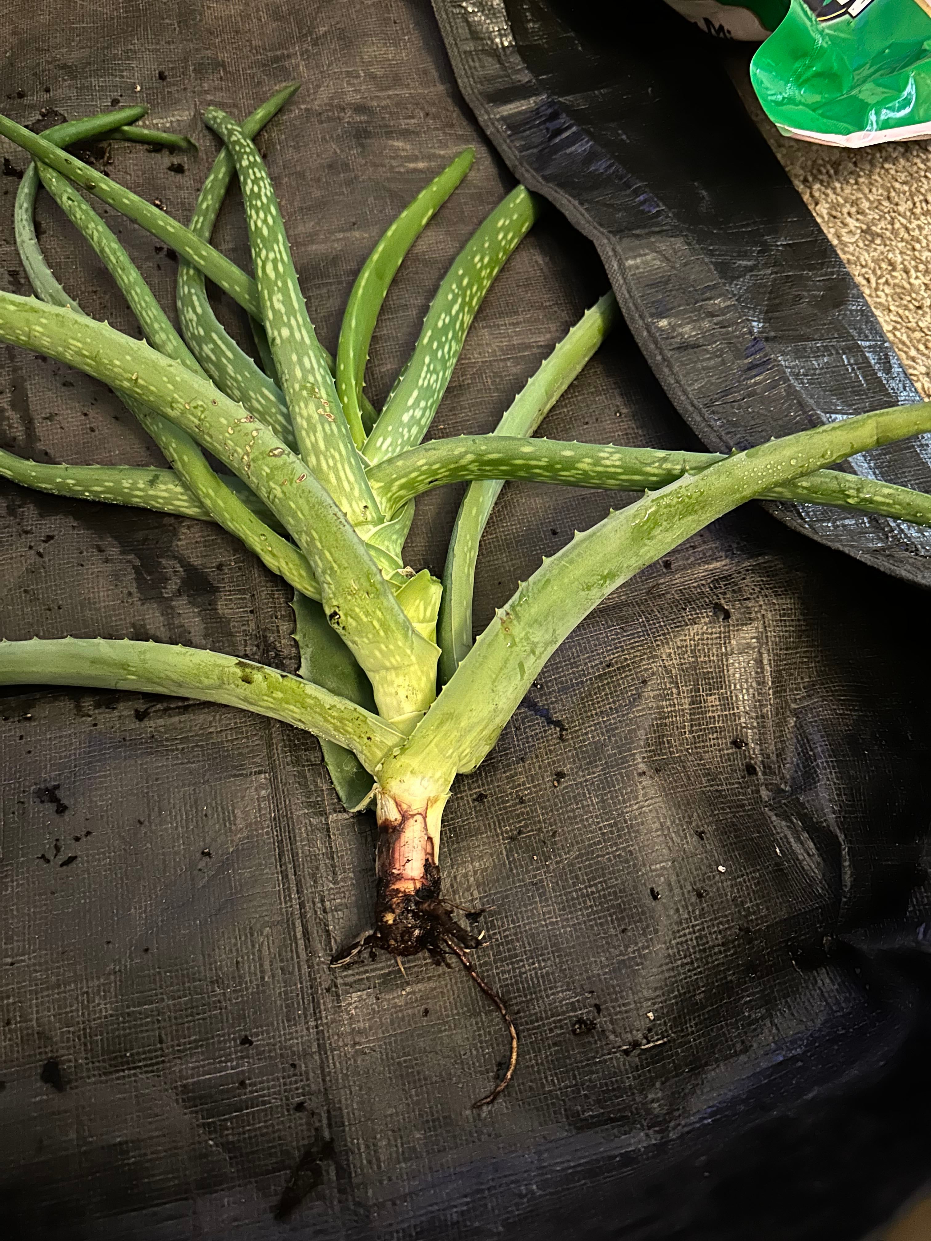 Aloe 'T-Rex' Plant Care: Water, Light, Nutrients | Greg App 🌱