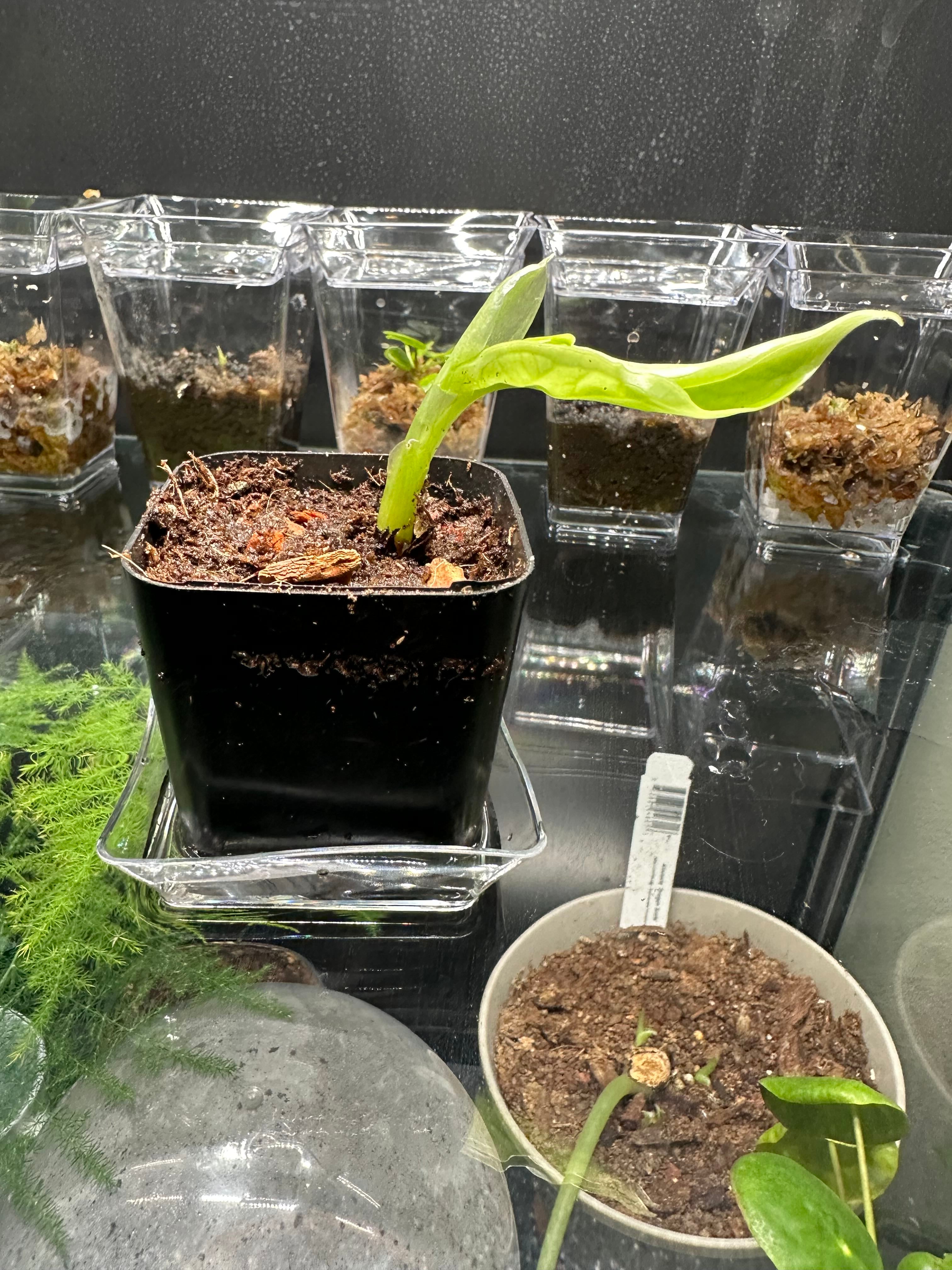 The Complete Alocasia dragons breath Plant Care Guide: Water, Light ...