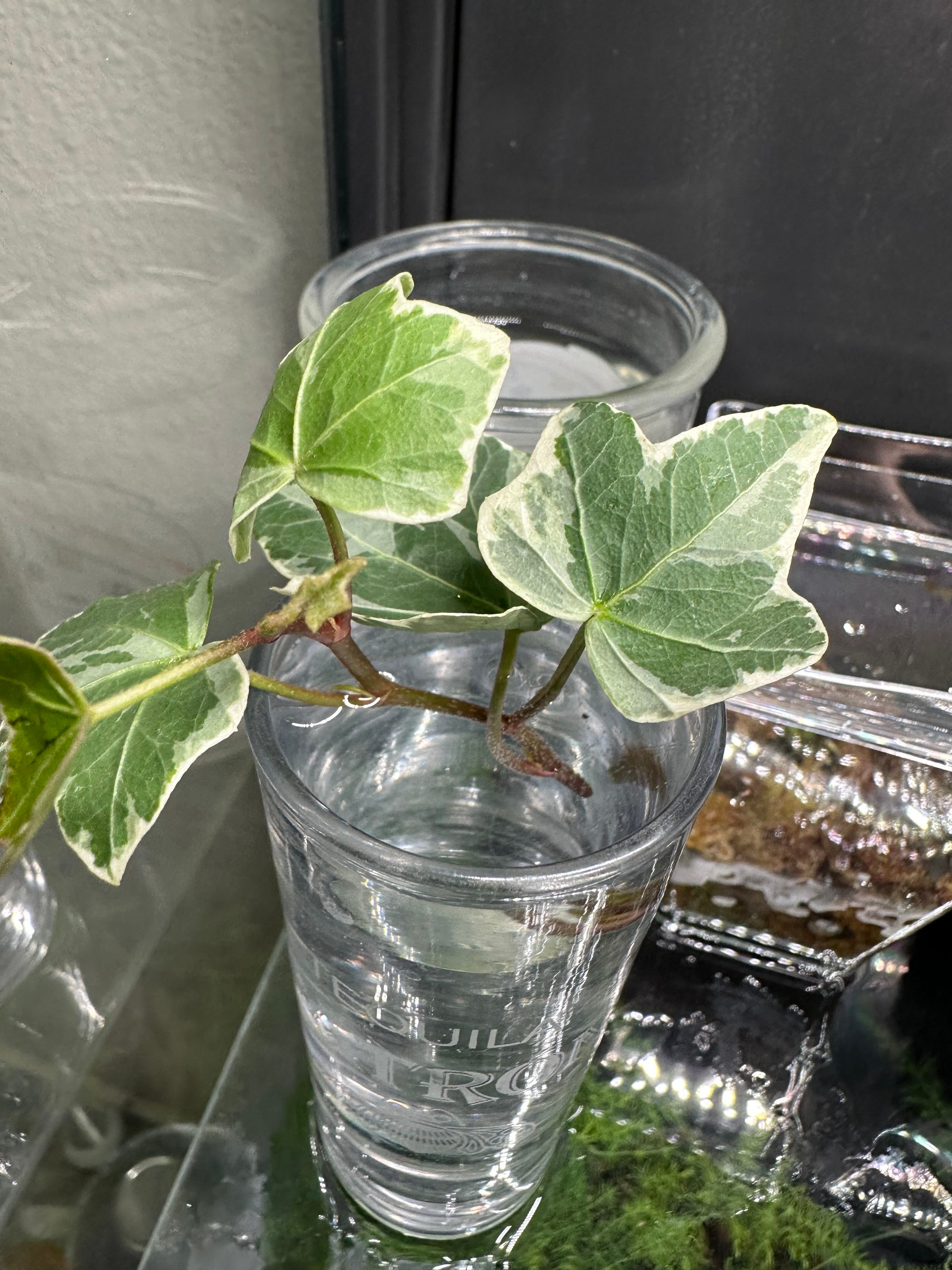 English Ivy's Best Friends: Top Companion Plants