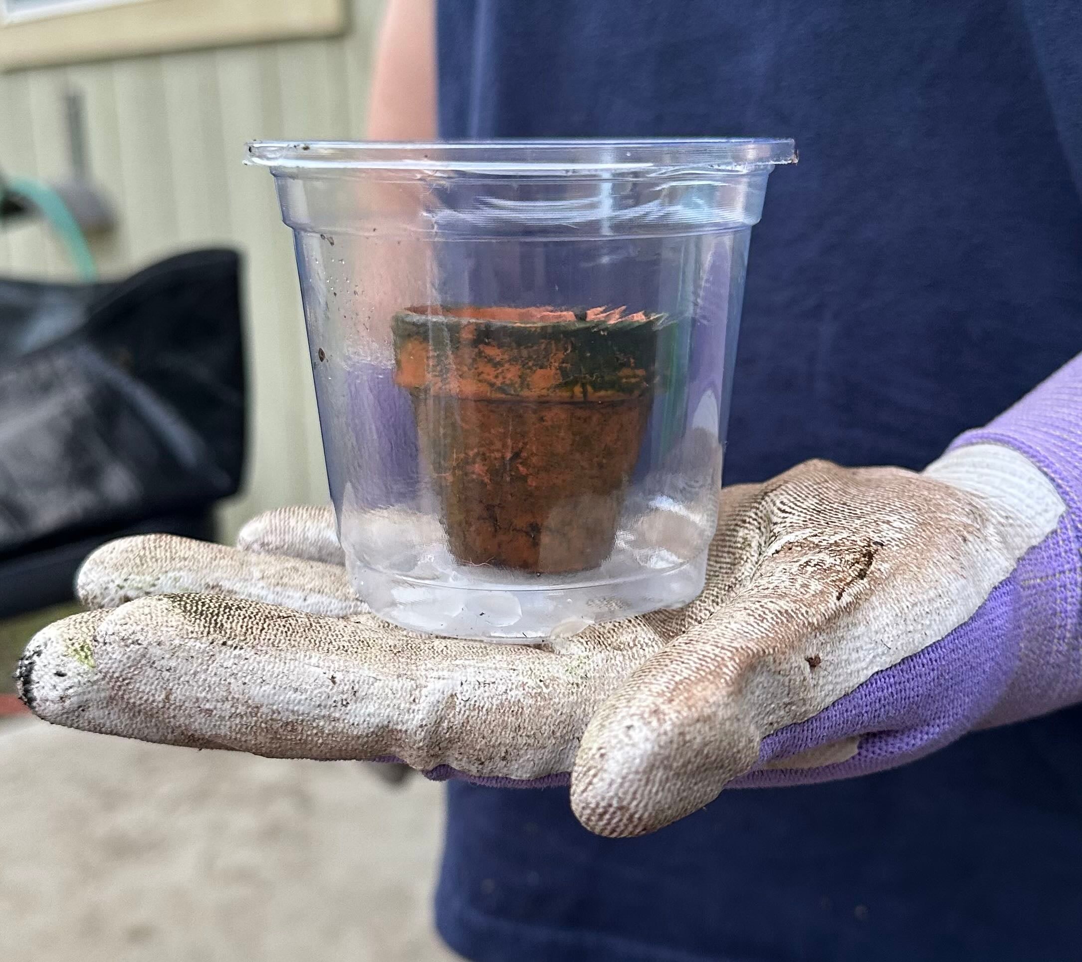 The Complete Alocasia 'Venom' Plant Care Guide: Water, Light & Beyond