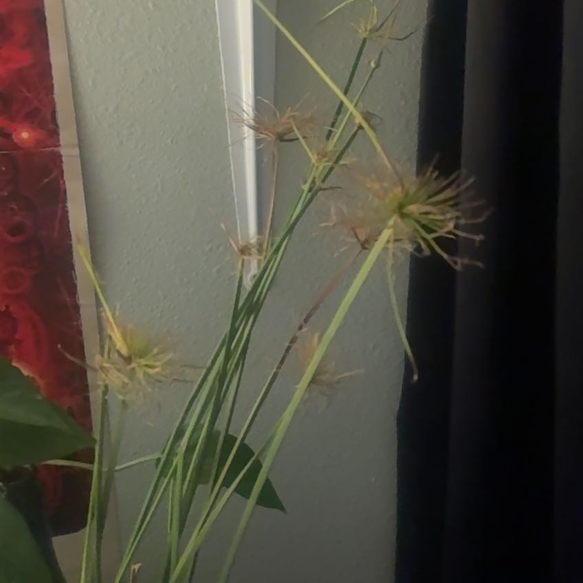 The Complete Cyperus 'Cleopatra' Plant Care Guide: Water, Light & Beyond