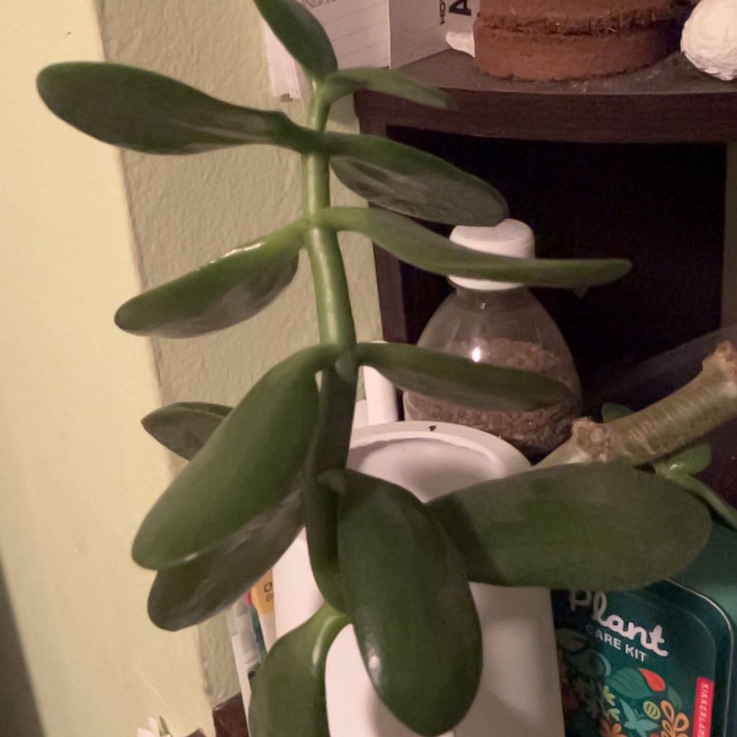 Tree Diddy | A plant by @Pictozaplants on Greg