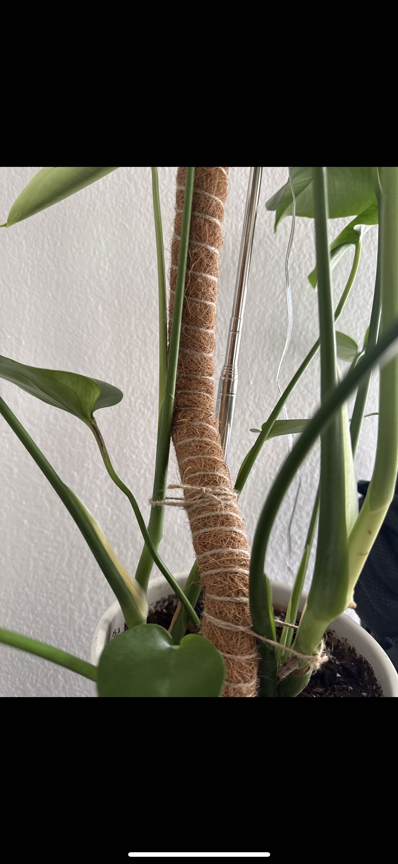 Update.. Is this the correct way to tie stem to a moss po...