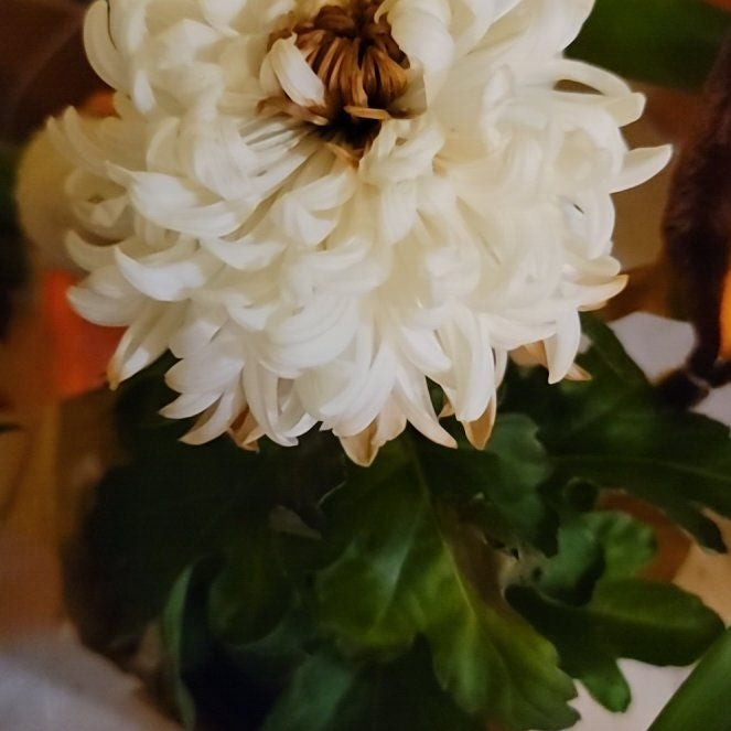 Pelee Mums Plant Care: Water, Light, Nutrients | Greg App 🌱