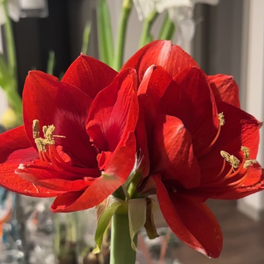 Leaf Erickson | A plant by @PoisedFanpalm on Greg