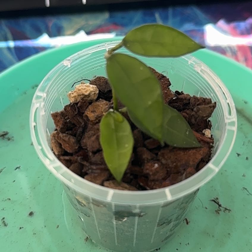 How to Care for Hoya lacunosa 'Fraser Hills': Mastering Water, Sunlight ...