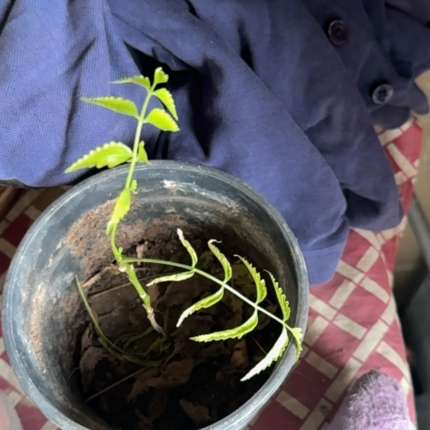 Achilles | A plant by @Joy_RudoGarden on Greg