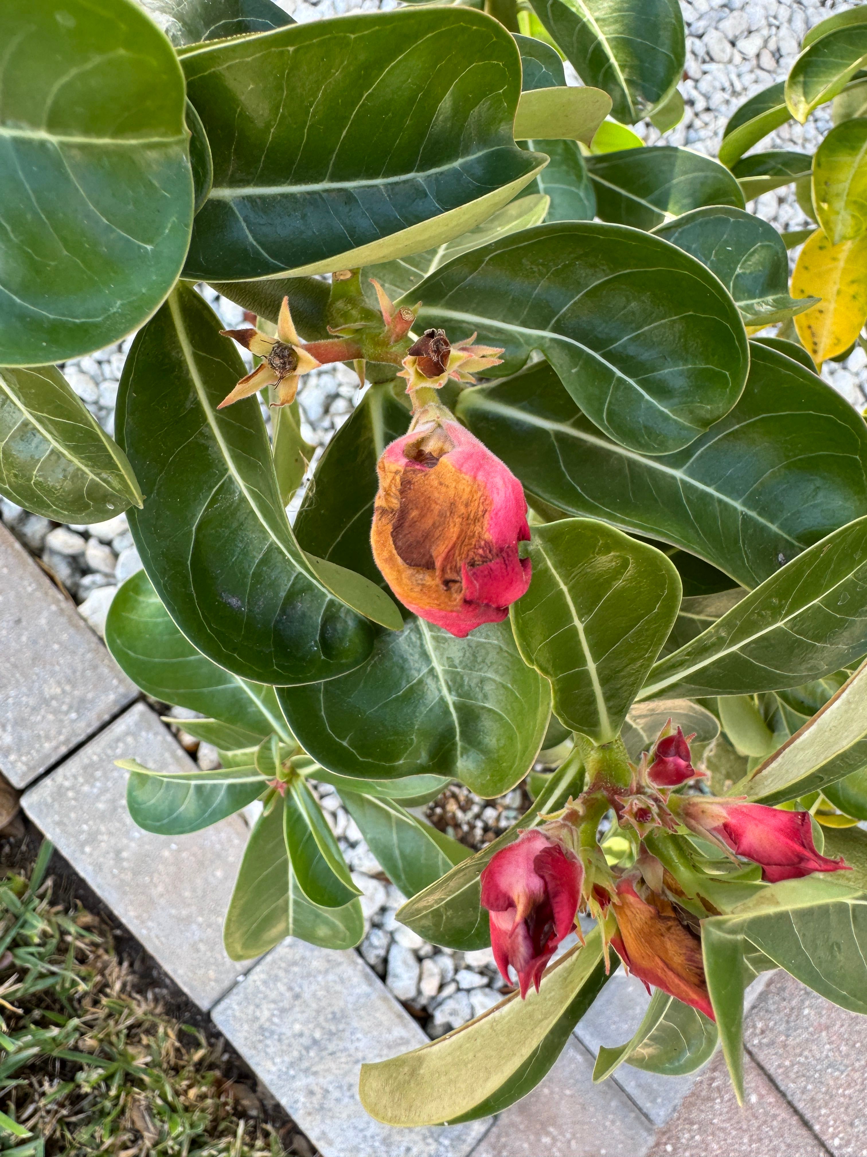 Propagating Your Desert Rose Plant: Step-by-step Guide