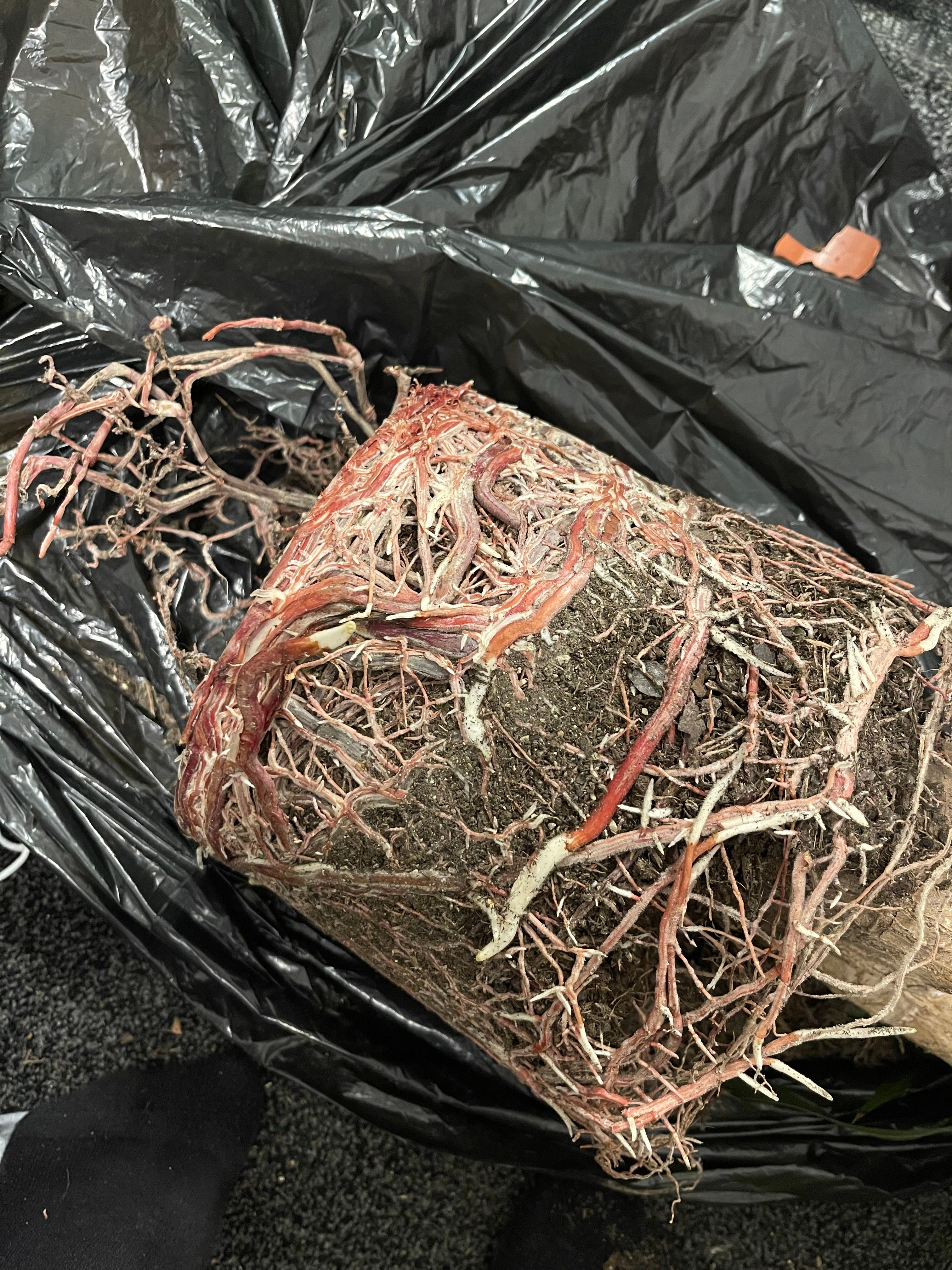 Insane yucca roots: why are they red?