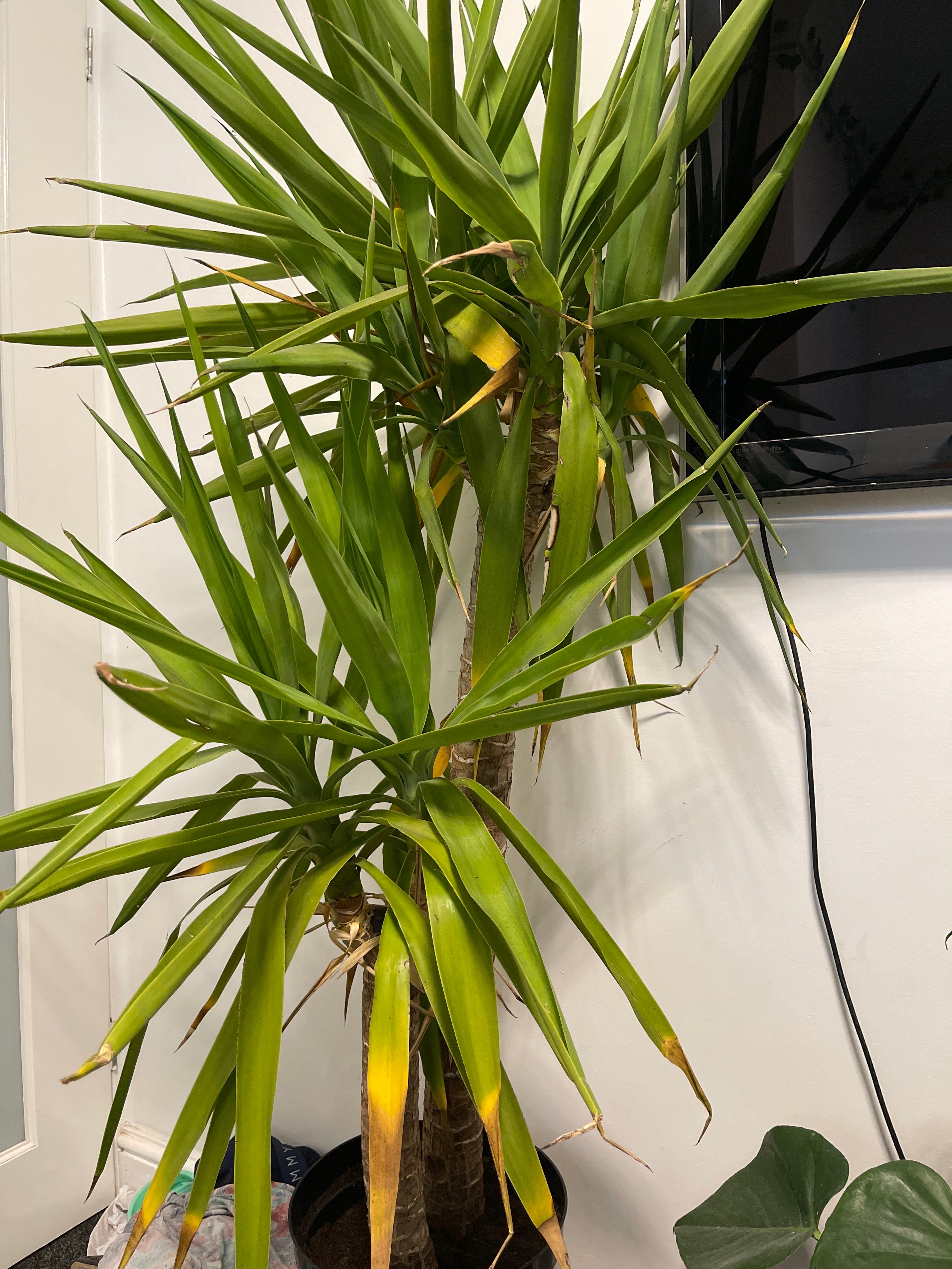 Insane yucca roots: why are they red?