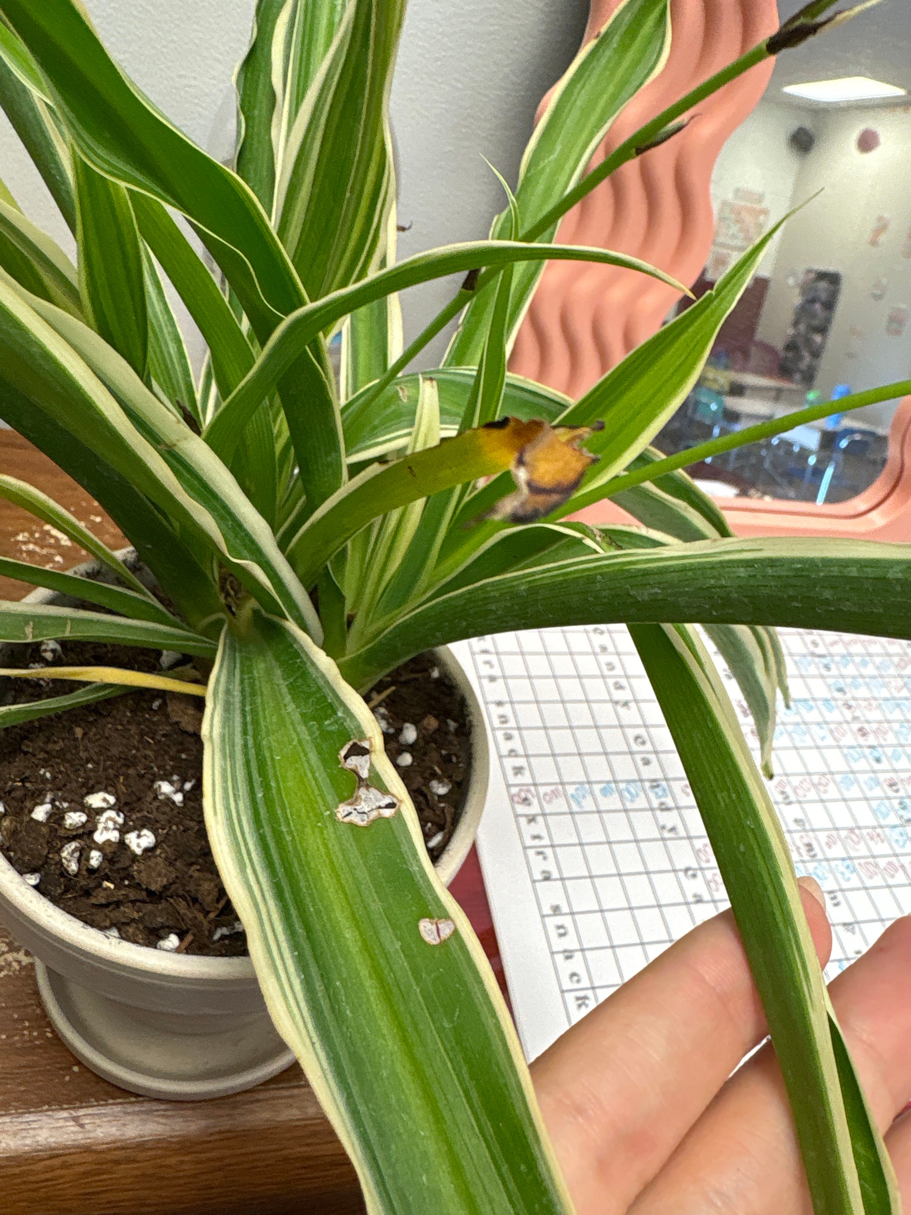 🕷 Top 4 Companions for a Healthy Spider Plant Garden