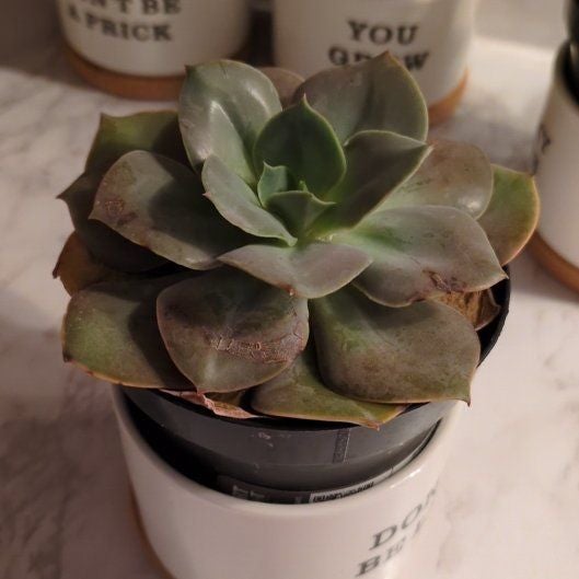 Echeveria 'Xanthe Rose' Plant Care: Water, Light, Nutrients | Greg App 🌱