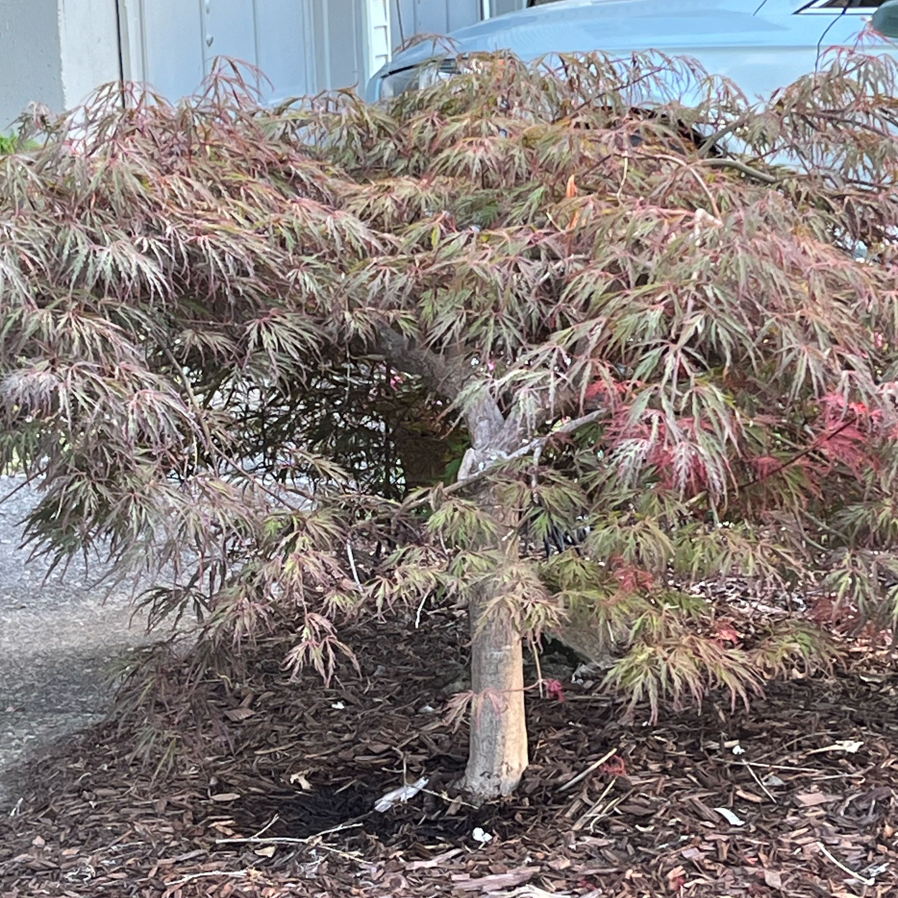 Captain Plant-it | A plant by @CalmThymusalbus on Greg