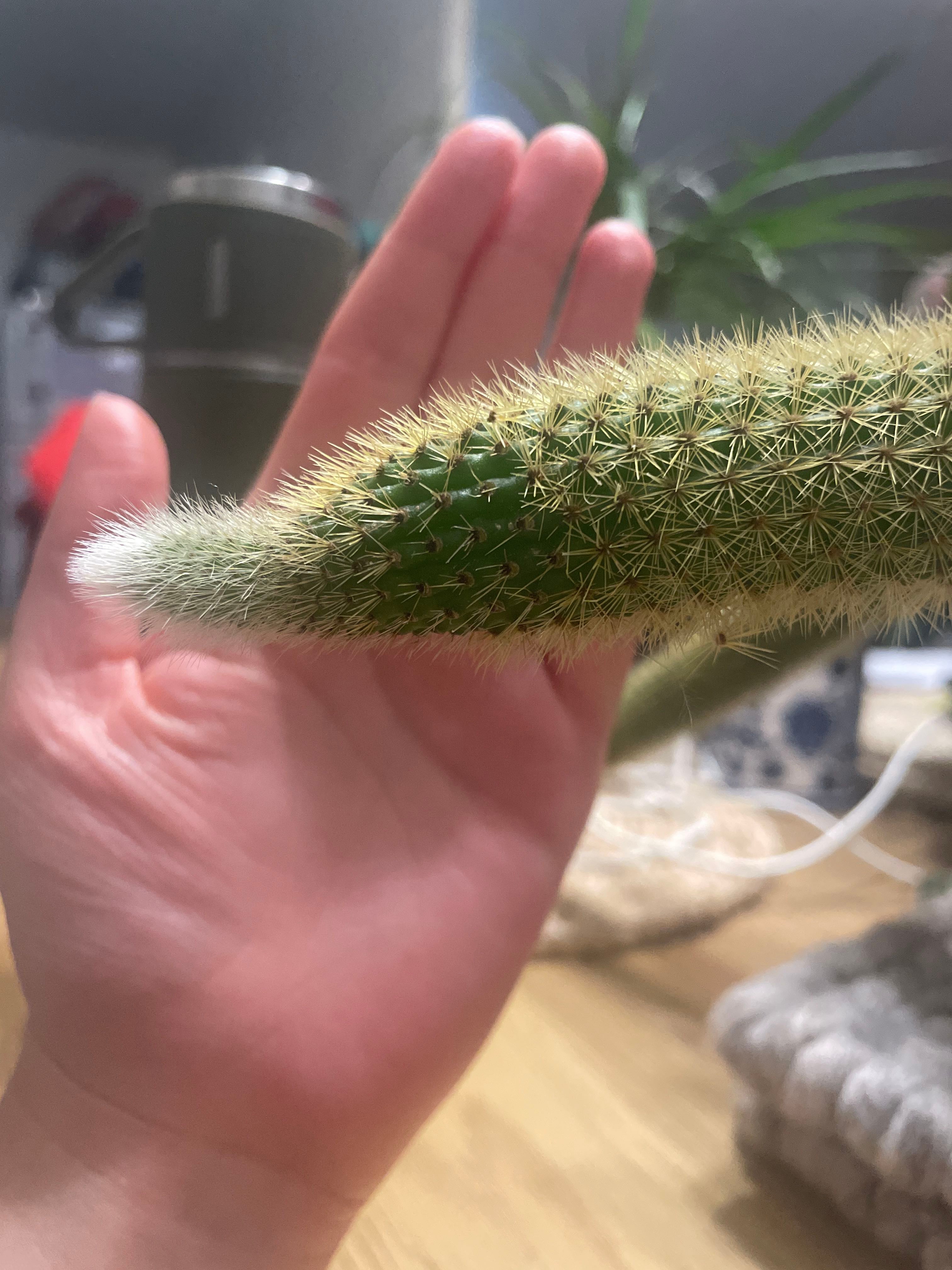 🌵 10 Do's and Don'ts of Growing Rat Tail Cactus