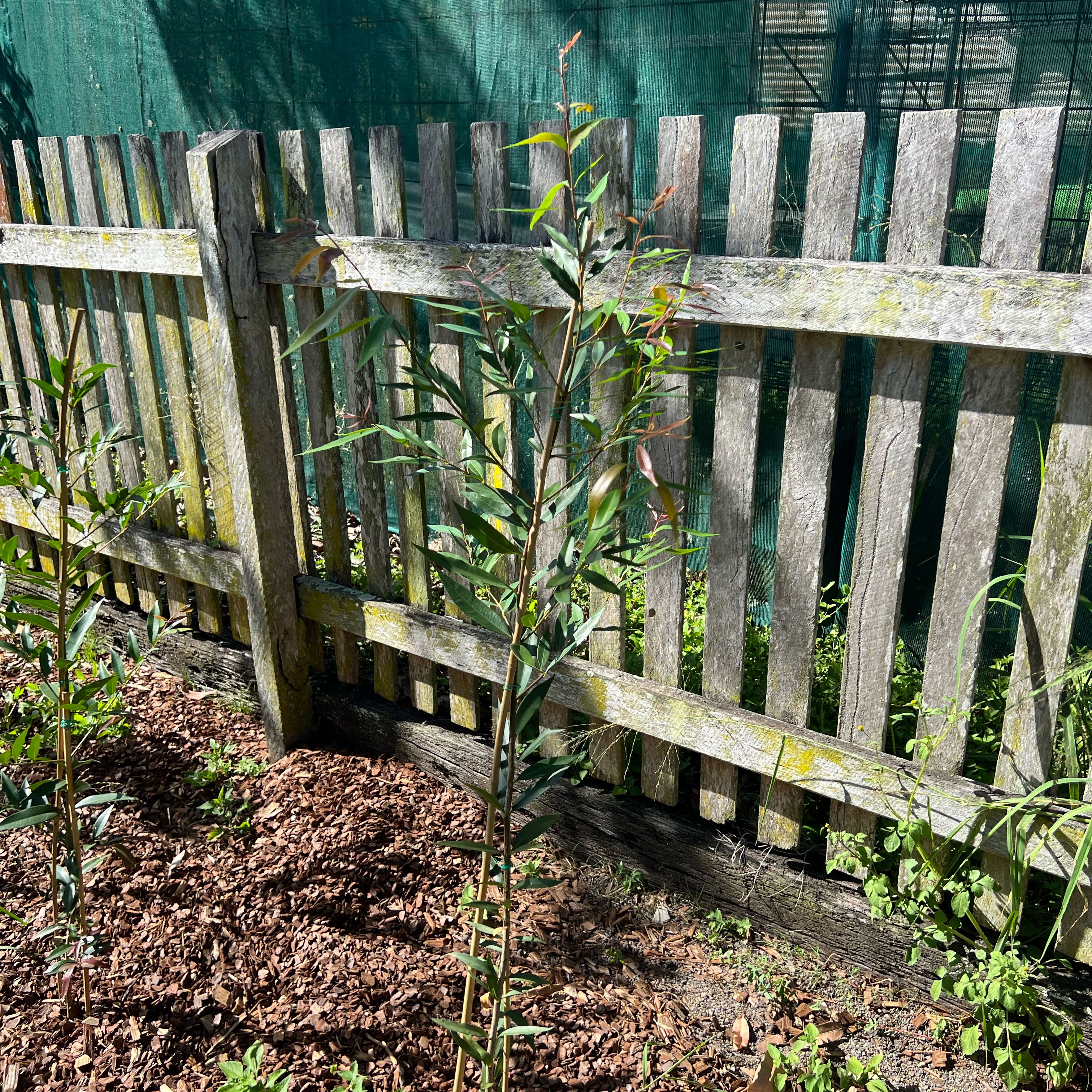 Weeping Lilly Pilly: How Much Water & Light Does it Need to Thrive?