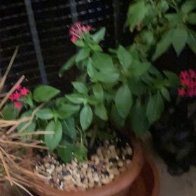 Huckleberry Fern | A plant by @FullPlovereggs on Greg