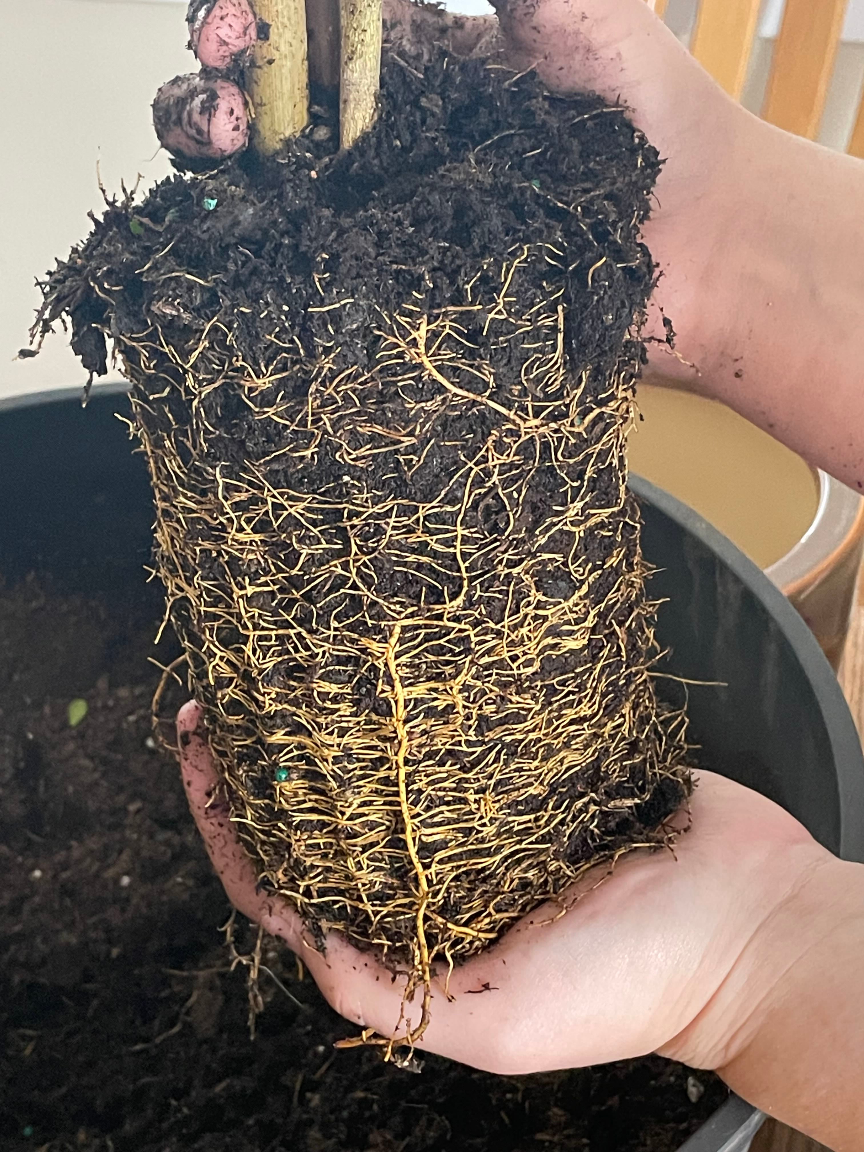 4 Facts About Meyer Lemon Height and Width 🍋