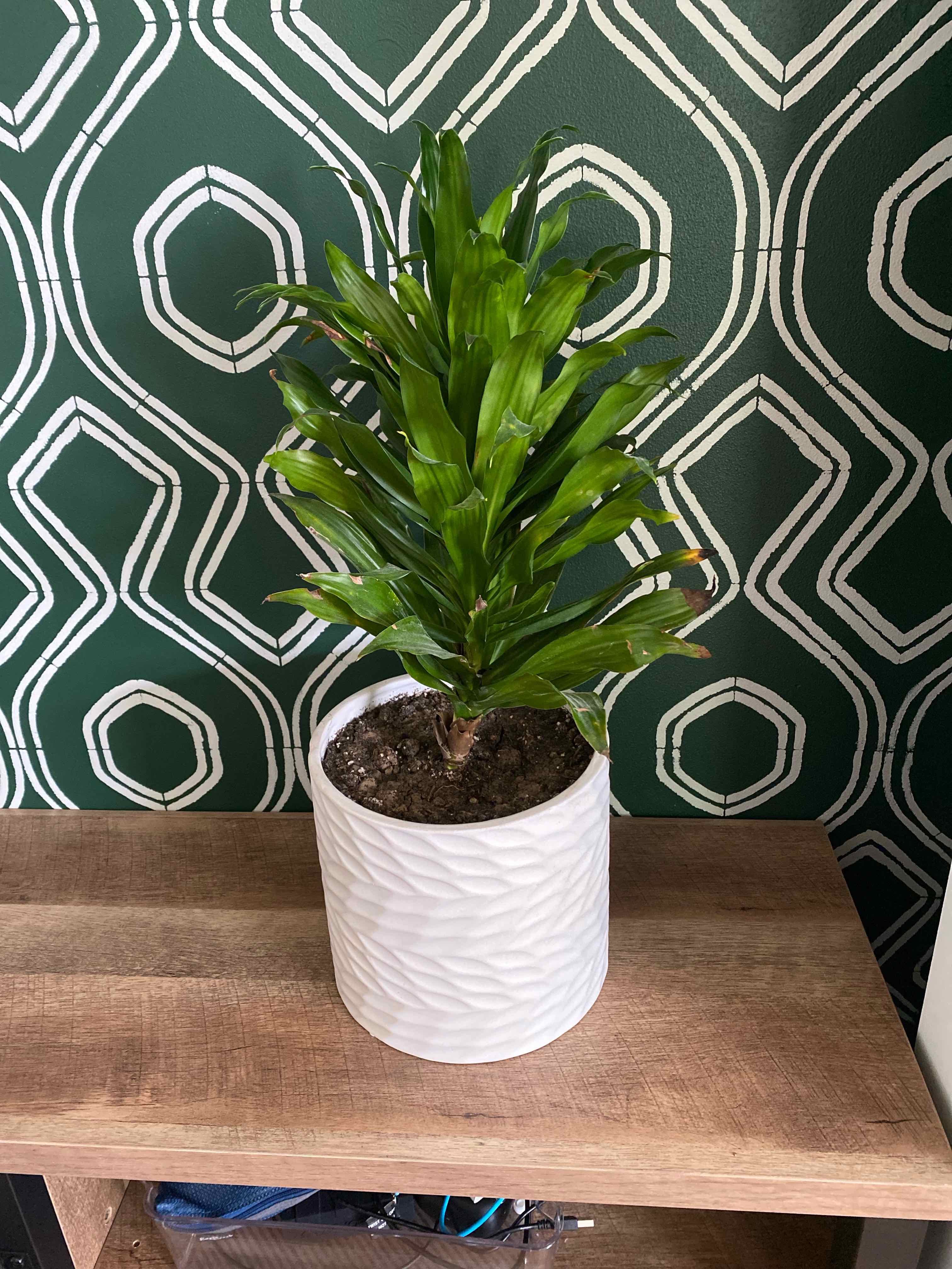 Why Are My Dracaena 'Janet Craig Compacta' Leaves Curling?