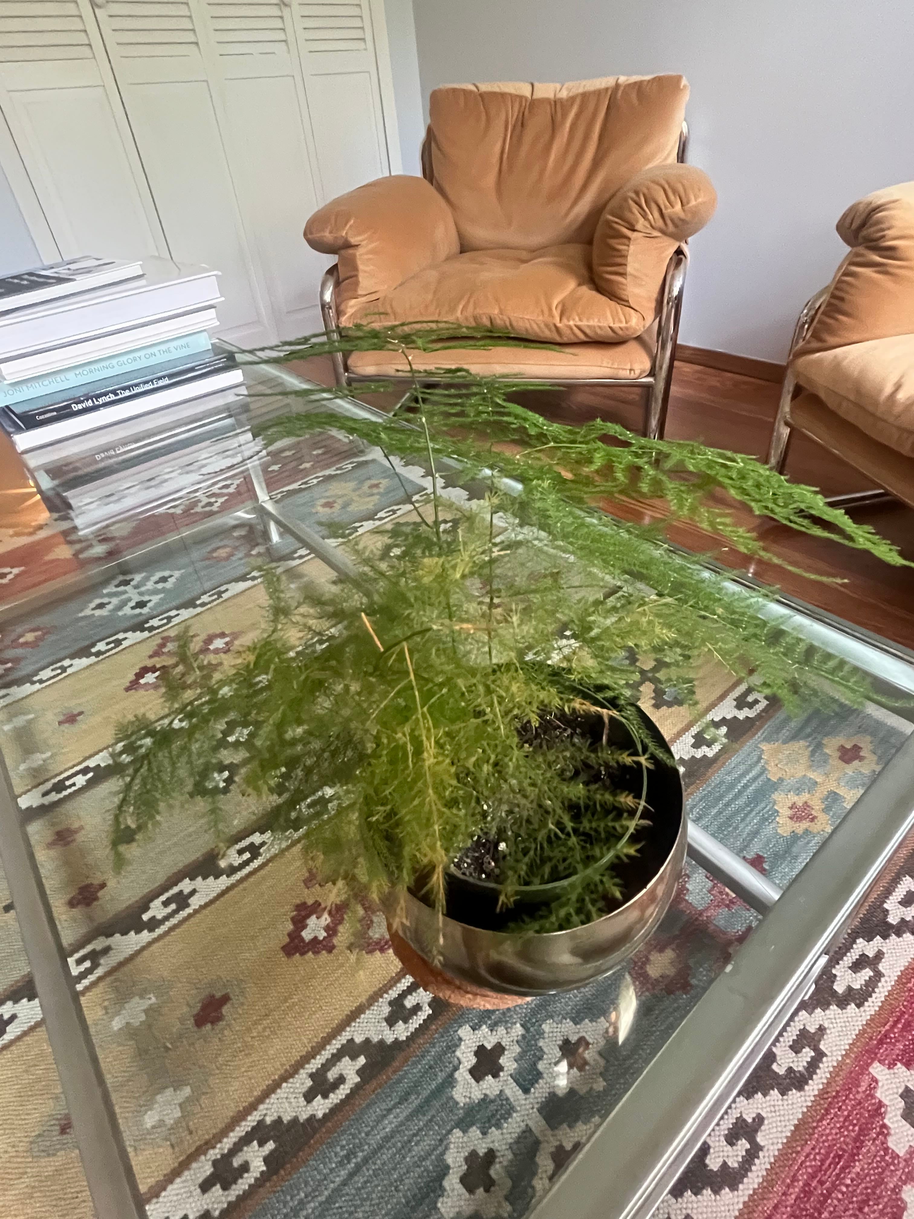 ️ Step-by-Step Guide to Winterizing Fox tail fern