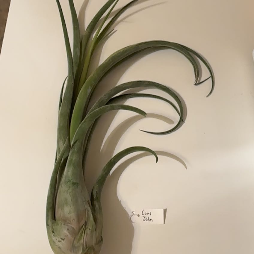 Long John Plant Care: Water, Light, Nutrients | Greg App 🌱