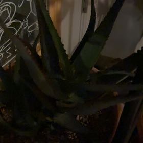 Aloe divaricata 'Diablo' Plant Care: Water, Light, Nutrients | Greg App 🌱